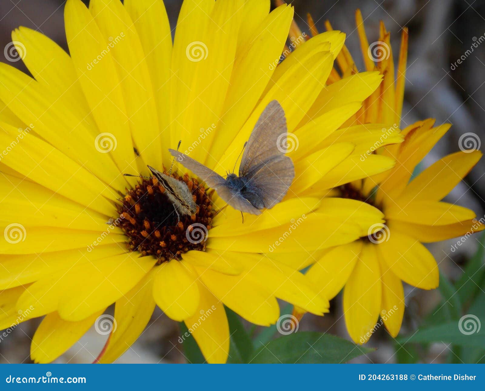 Two Moths Alight a Yellow Daisy Flower Stock Photo - Image of moths ...