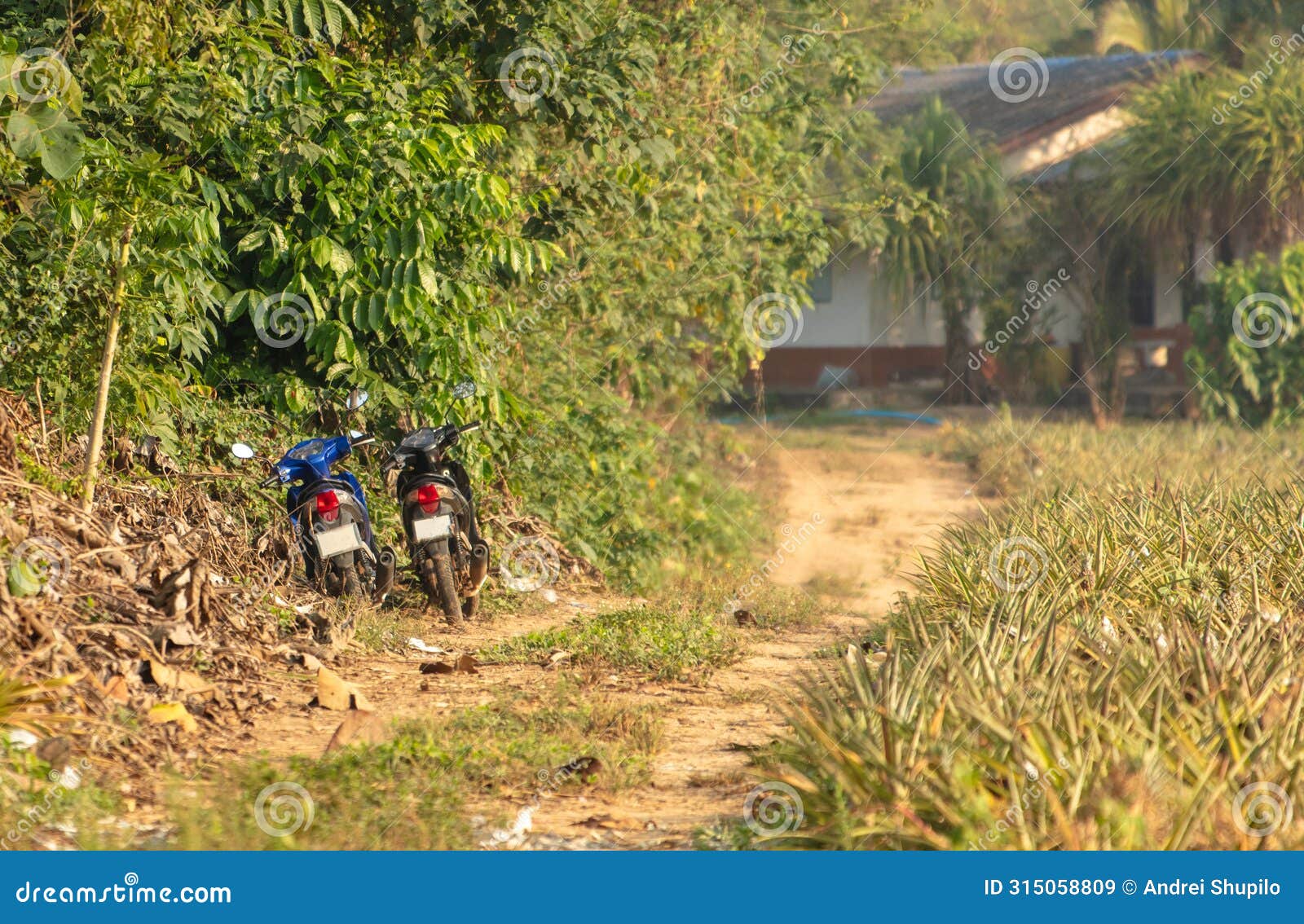 Two Motorcycles Stand on a Farm in the Tropics Stock Image - Image of ...