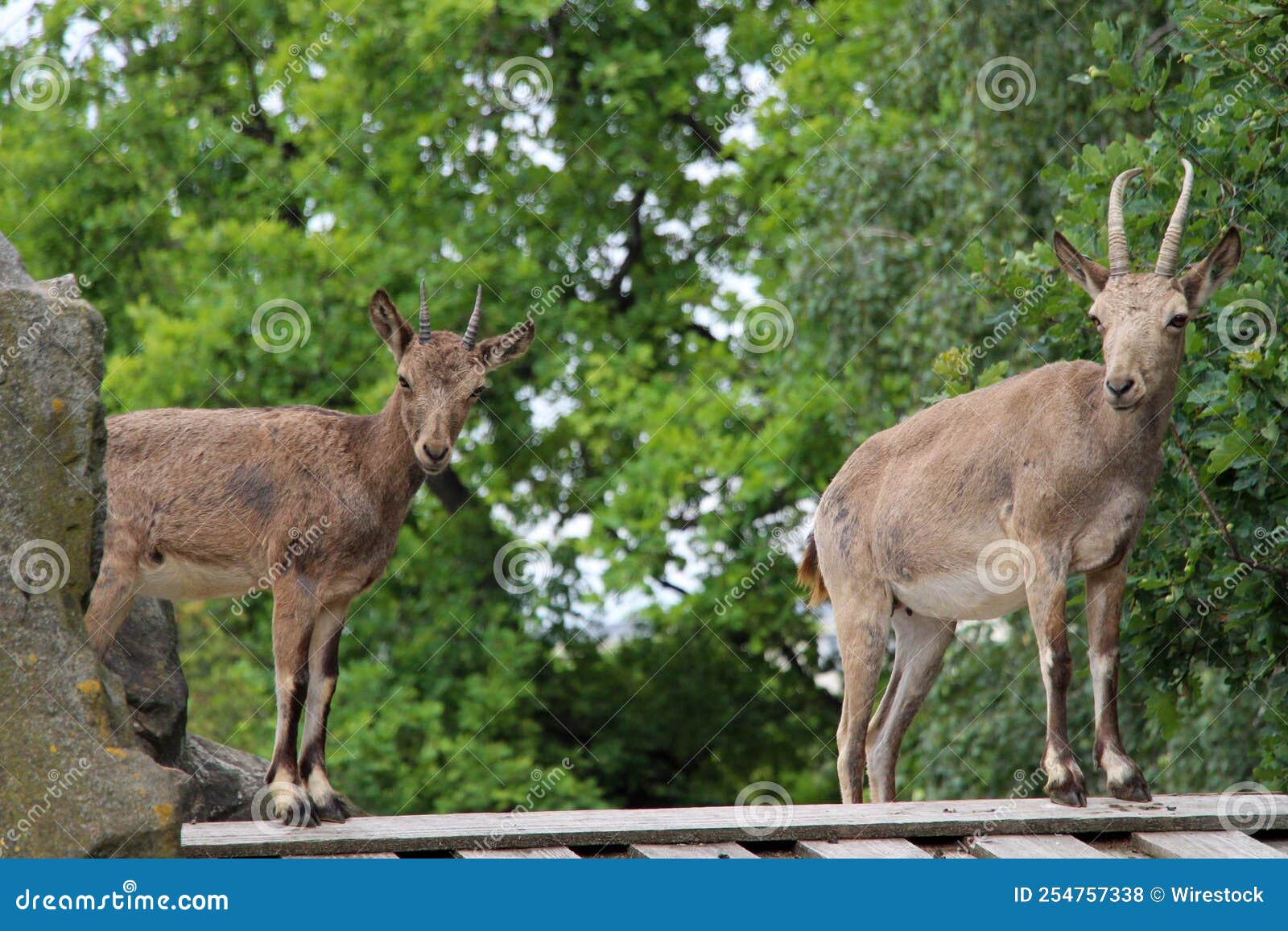 Two Mountain Goats in Front of Trees Stock Photo - Image of goats ...