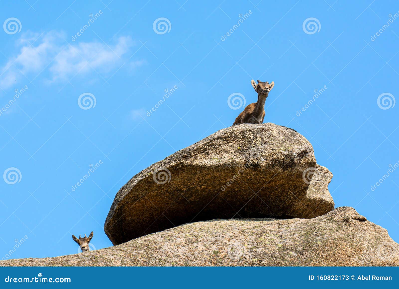 Two Mountain Goats on a Big Rock Looking Forward with a Blue Sky Stock ...