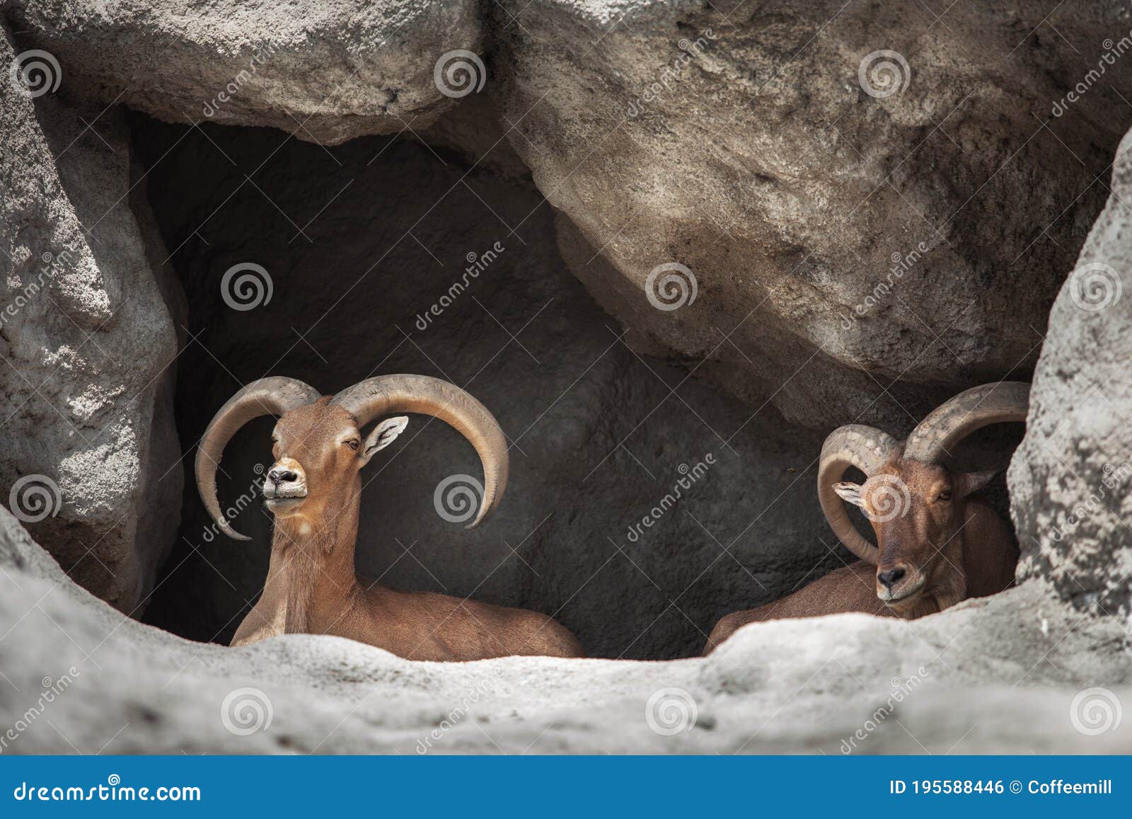 Two Mountain Goats are Sitting in a Cave Stock Photo - Image of booklet ...