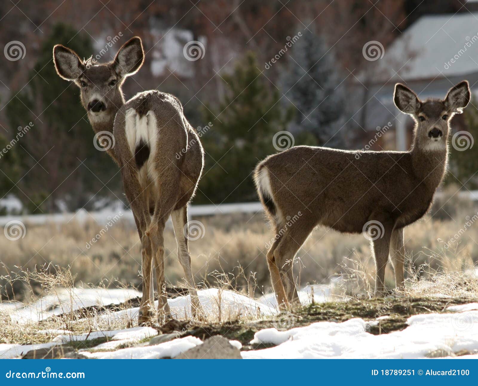 Two mule dears stock image. Image of home, animal, cautious - 18789251