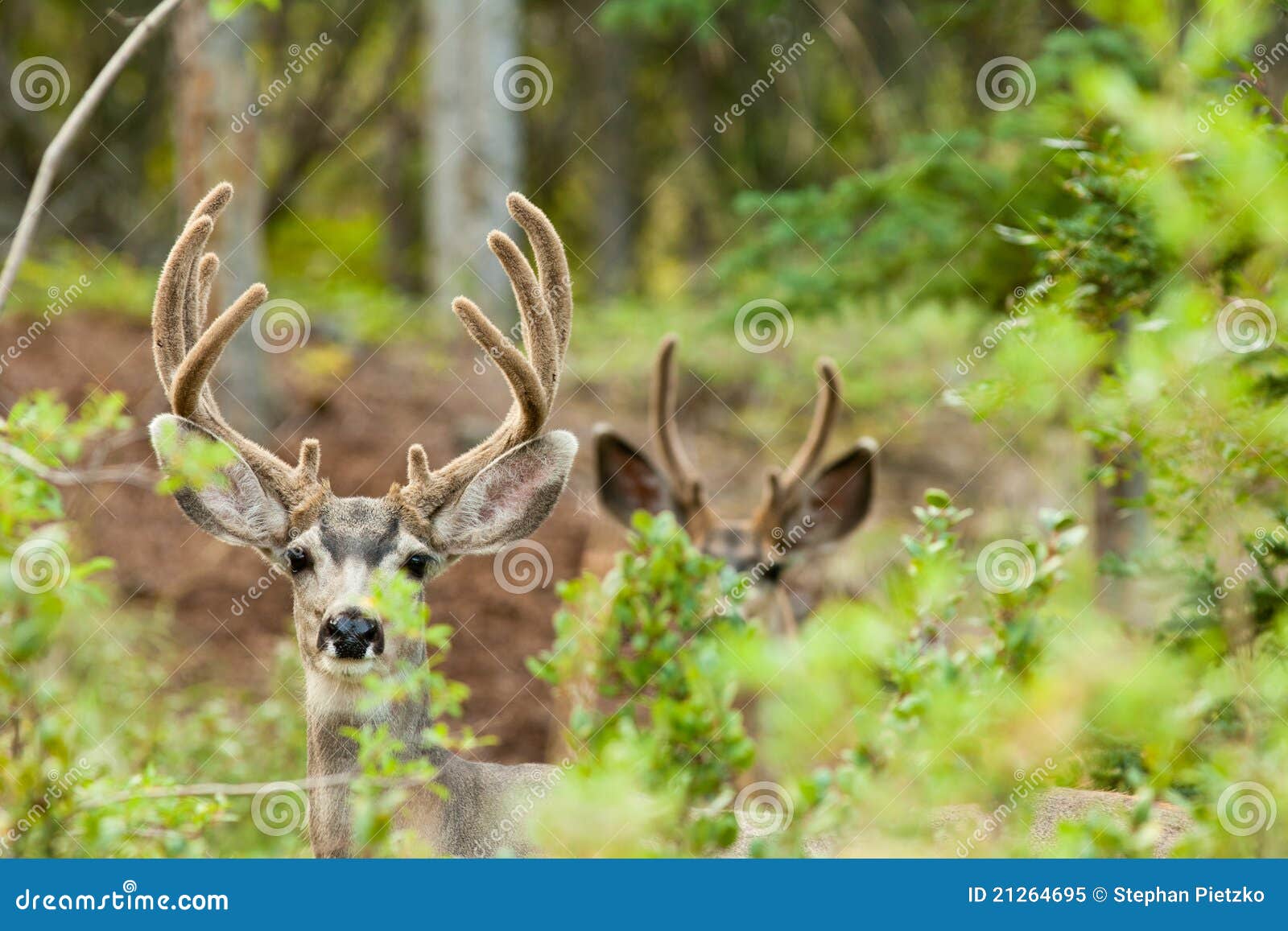 Two Mule Deer Bucks with Velvet Antlers Stock Image - Image of portrait ...