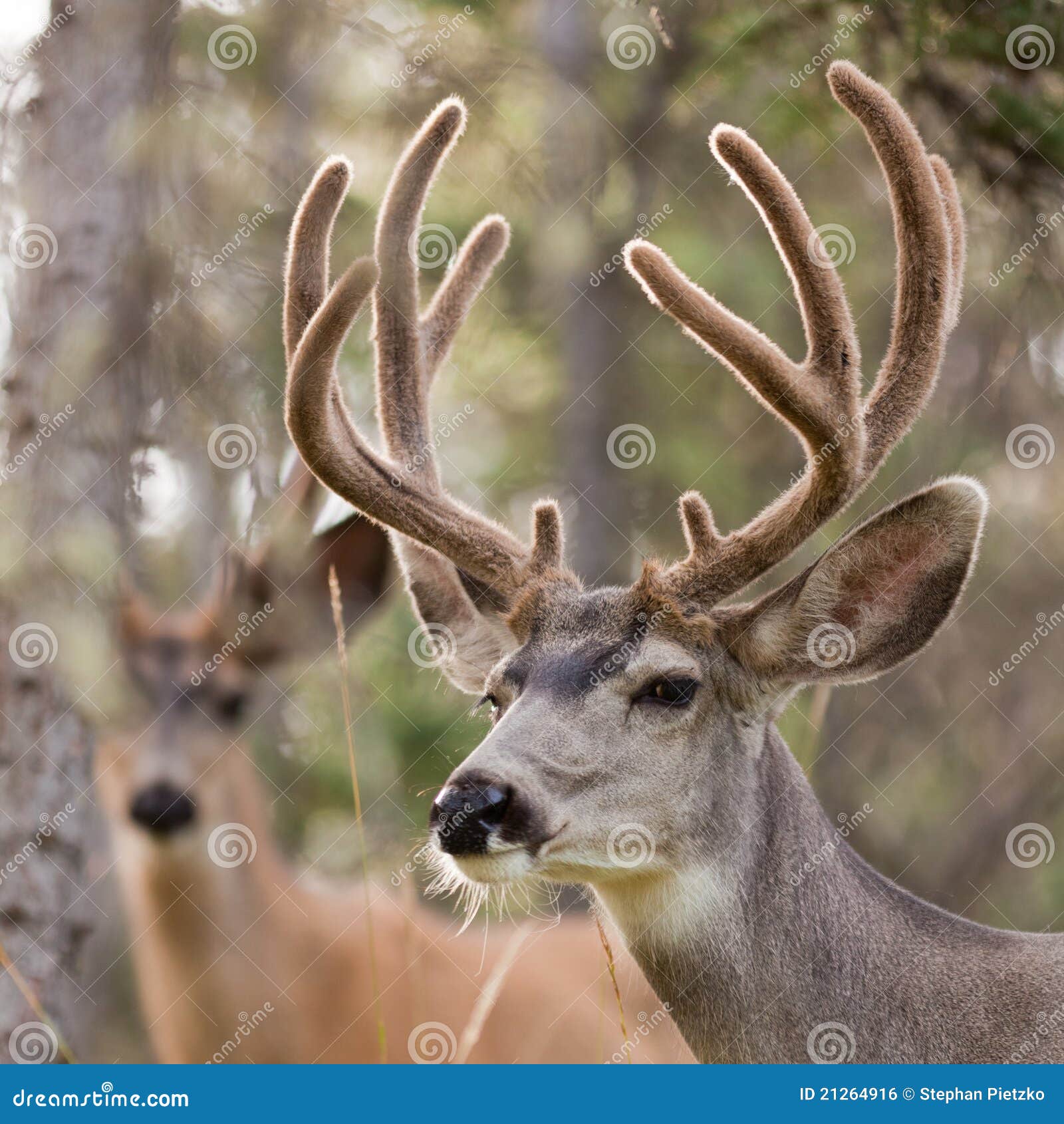 Two Mule Deer Bucks with Velvet Antlers Stock Photo - Image of majestic ...