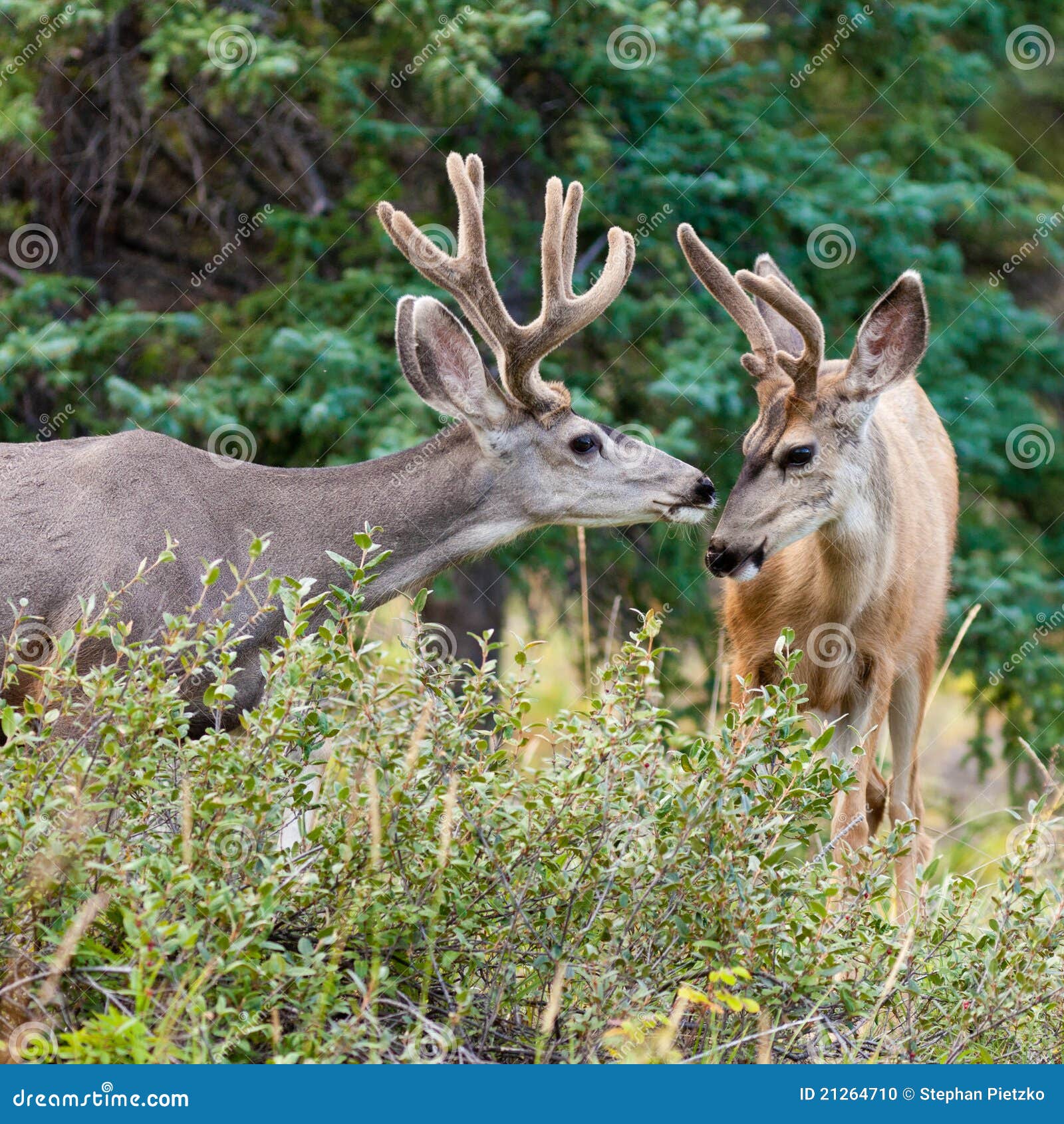 Two Mule Deer Bucks with Velvet Antlers Interact Stock Photo - Image of ...