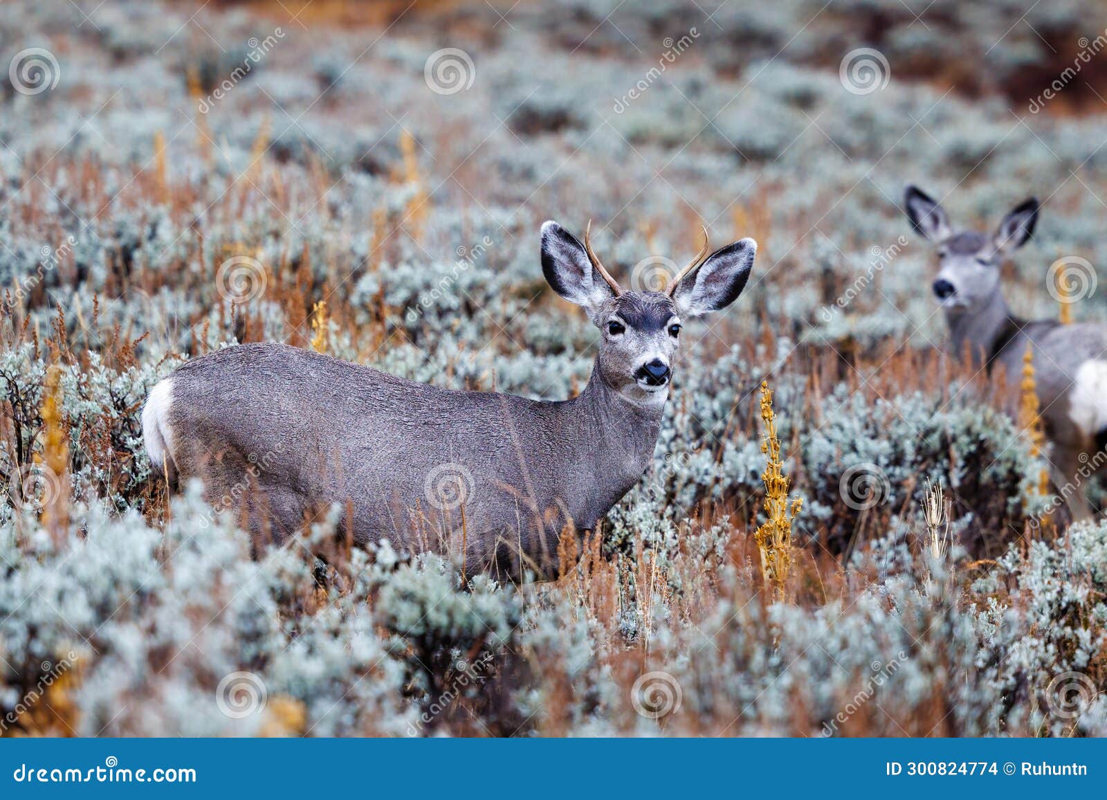 Two mule deer stock photo. Image of male, north, looking - 300824774