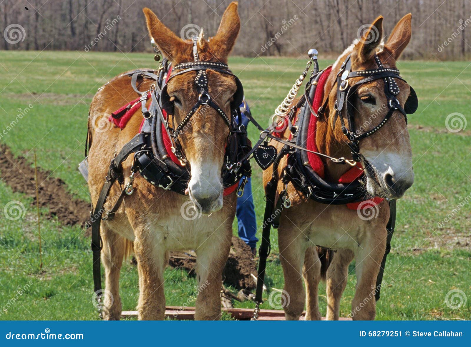 Two Yoked Mules Plowing Springtime Stock Image - Image of planting ...