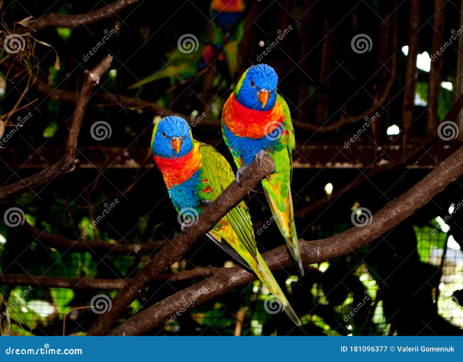 Two Multi-colored Beautiful Lori Parrots Sitting Together on a Branch ...