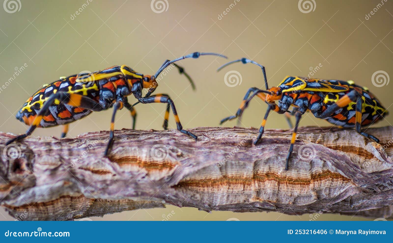 Two Multi-colored Beetles on a Tree Stock Photo - Image of garden ...