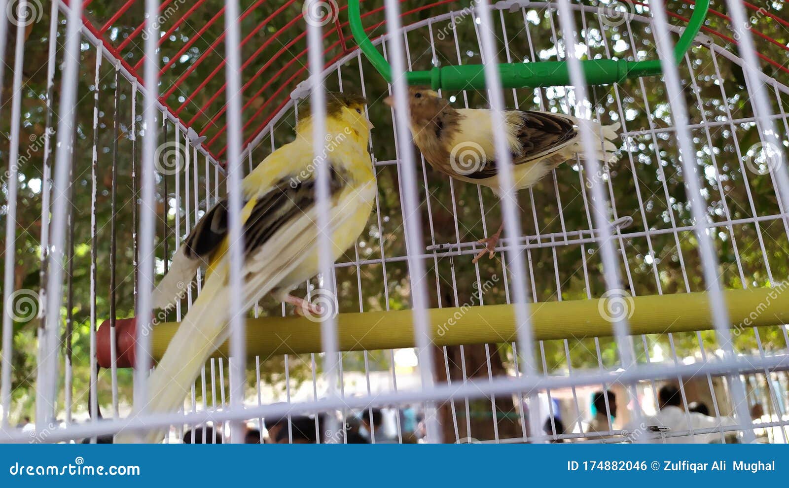 Two Multi Colored Canary Bird are Kept in the Cage. Stock Photo - Image ...