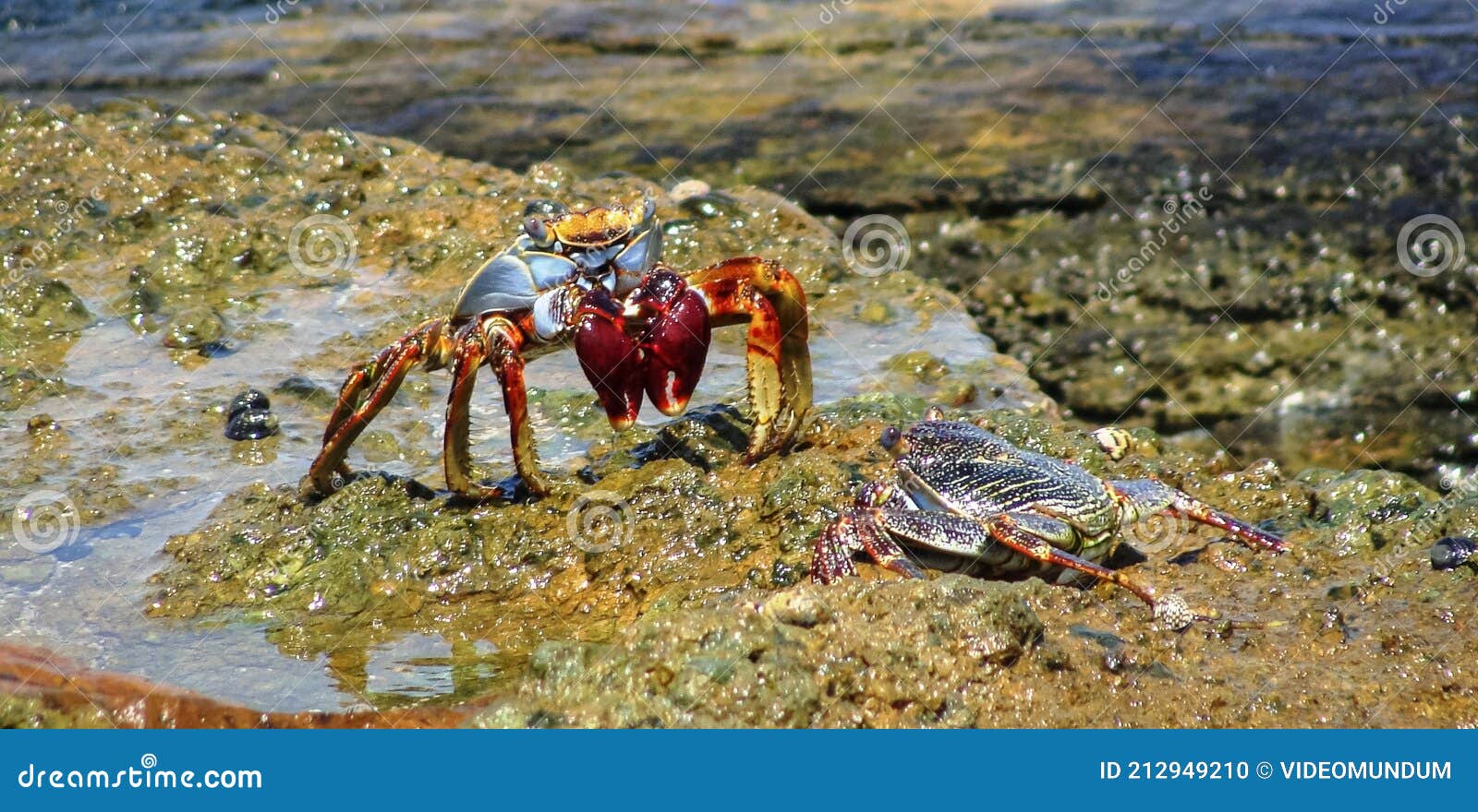 Two Crabs Facing Each Other Stock Photo - Image of antenna, pattern ...
