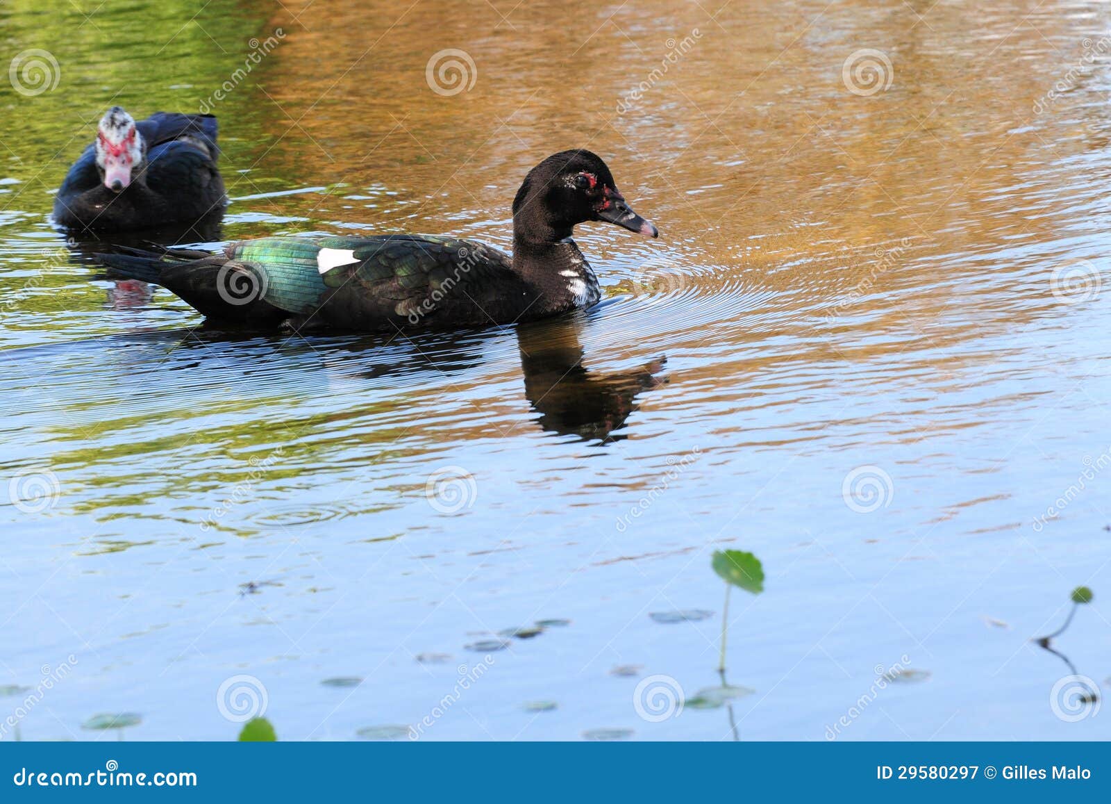 Two Muscovy ducks stock image. Image of blue, wild, bird - 29580297