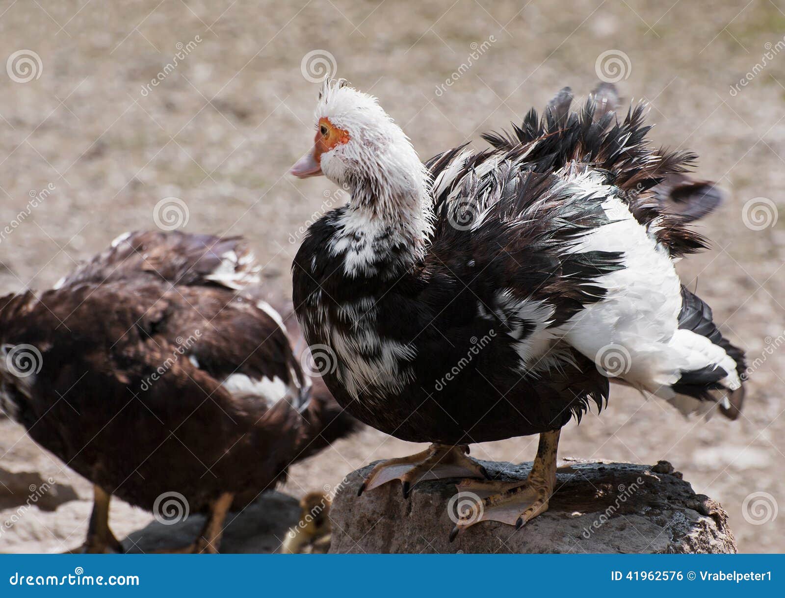 Two muscovy ducks stock photo. Image of barbary, beak - 41962576