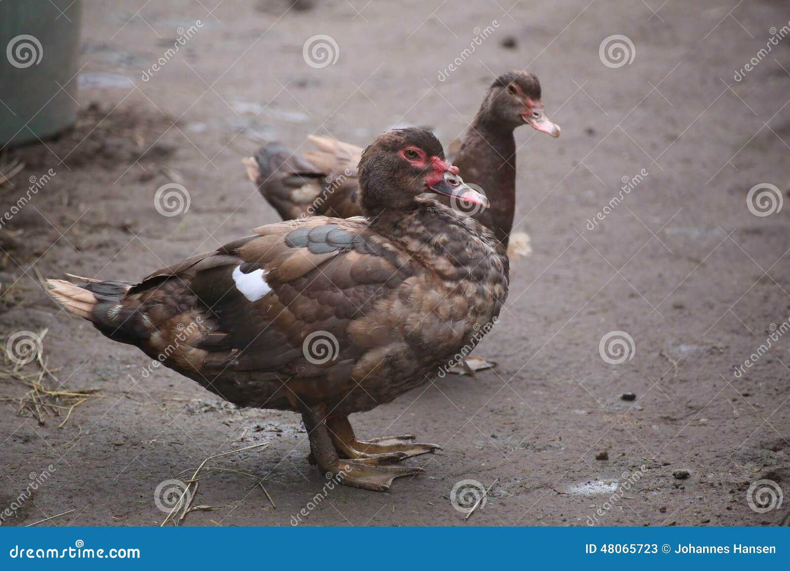 Two Muscovy Ducks stock image. Image of closeup, germany - 48065723