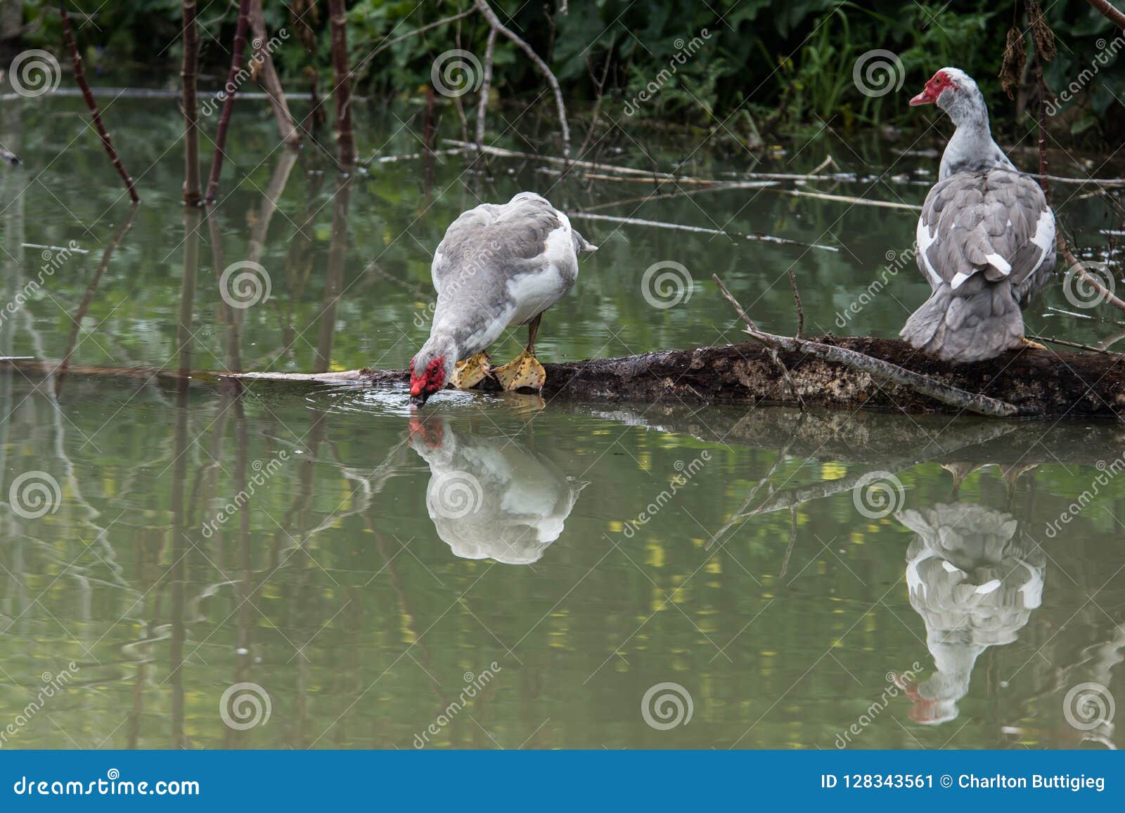 Two Muscovy ducks stock image. Image of hunting, breed - 128343561