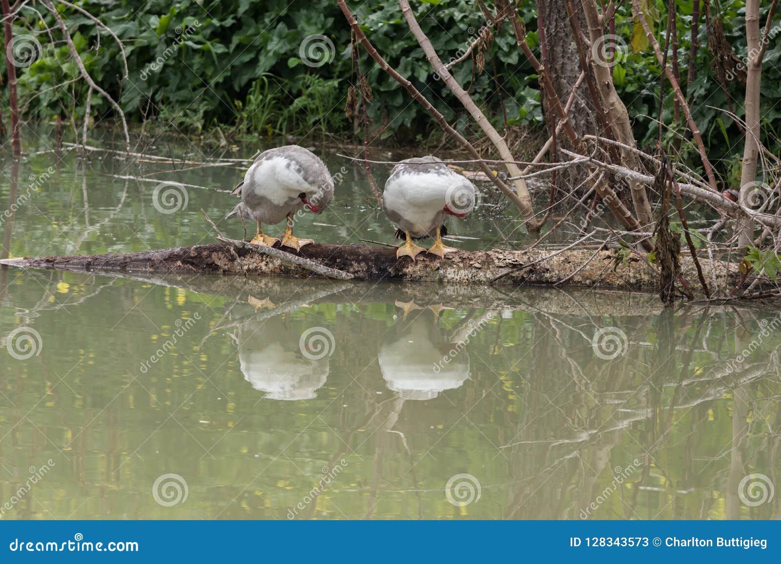 Two Muscovy Ducks in a Lake Stock Image - Image of isolated, male ...