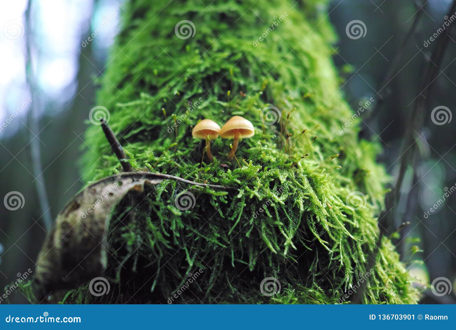Mushroom on a Moss Trunk Tree Stock Image - Image of rays, sunbeam ...