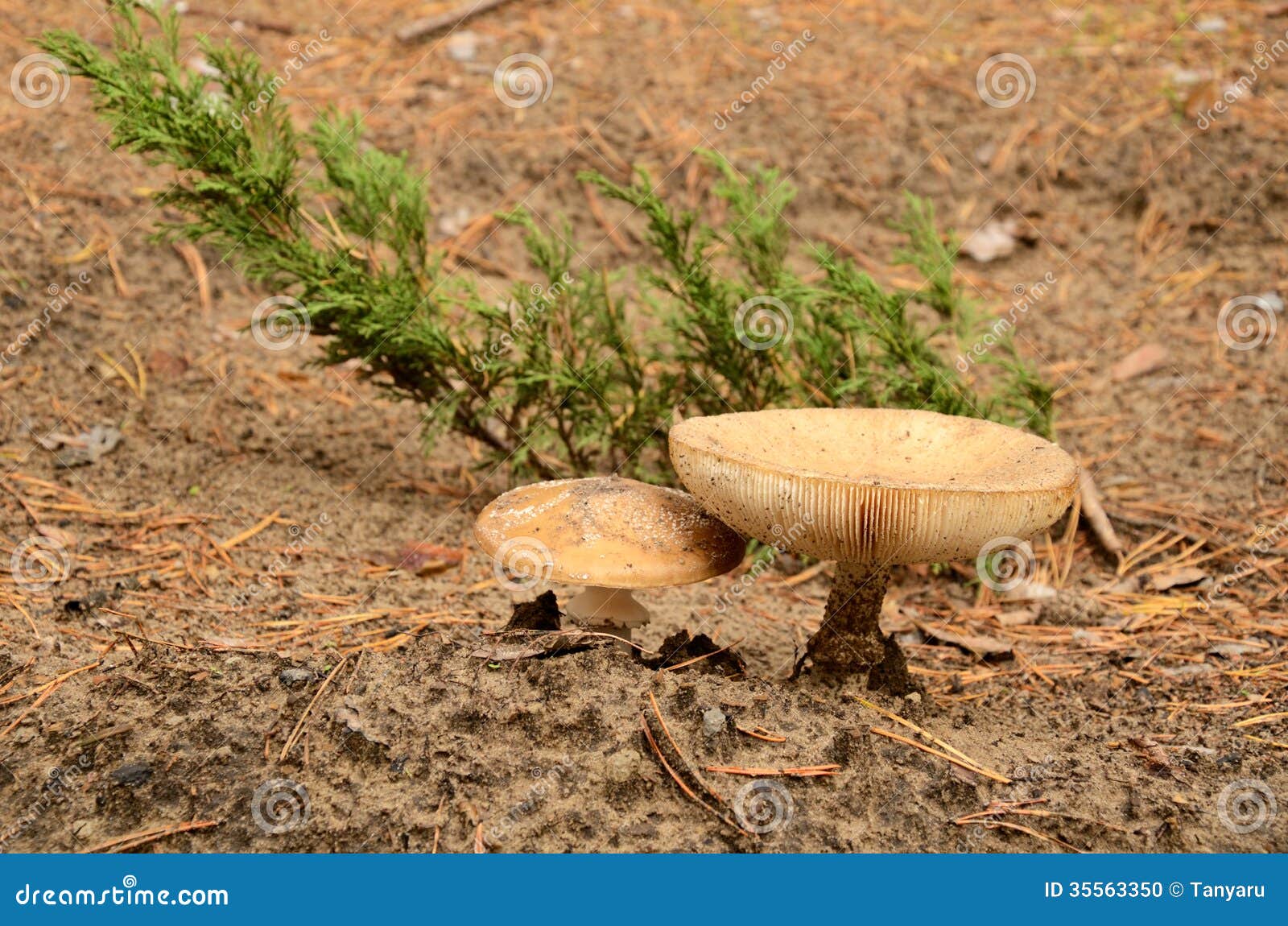 Two Mushrooms Grow in Sandy Soil Stock Photo - Image of agaric, cade ...