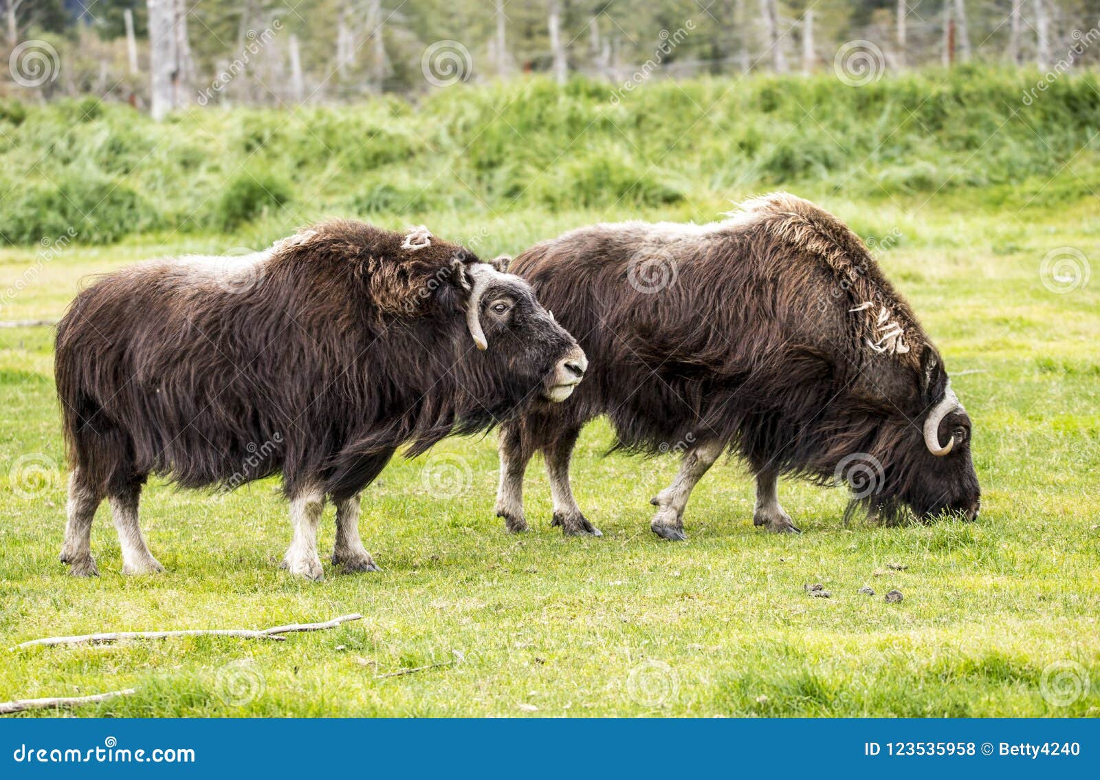 Two Musk Oxen in Green Grass. Stock Photo - Image of arctic, grass ...