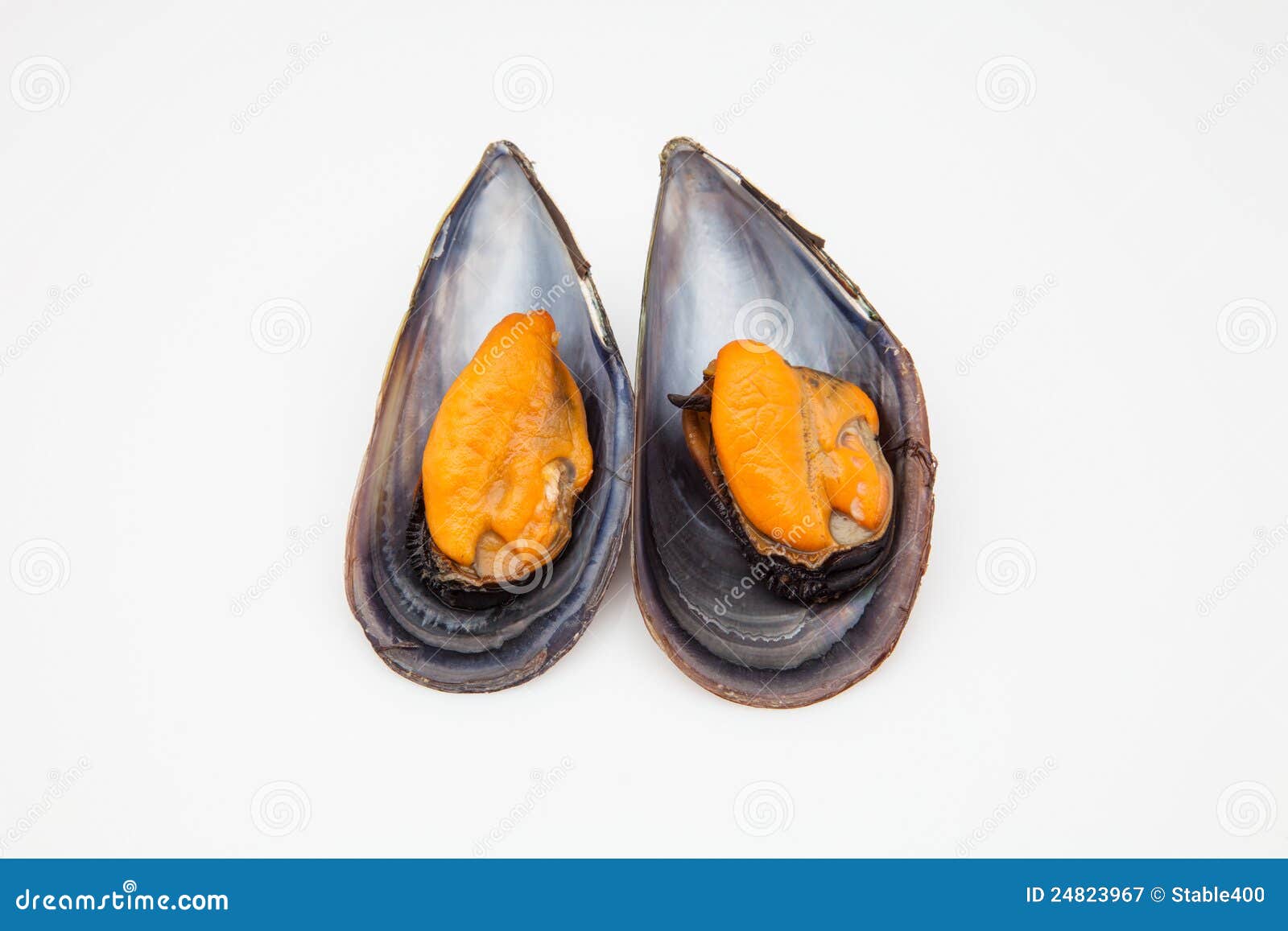 Two mussels stock image. Image of nutrition, animal, appetizer - 24823967