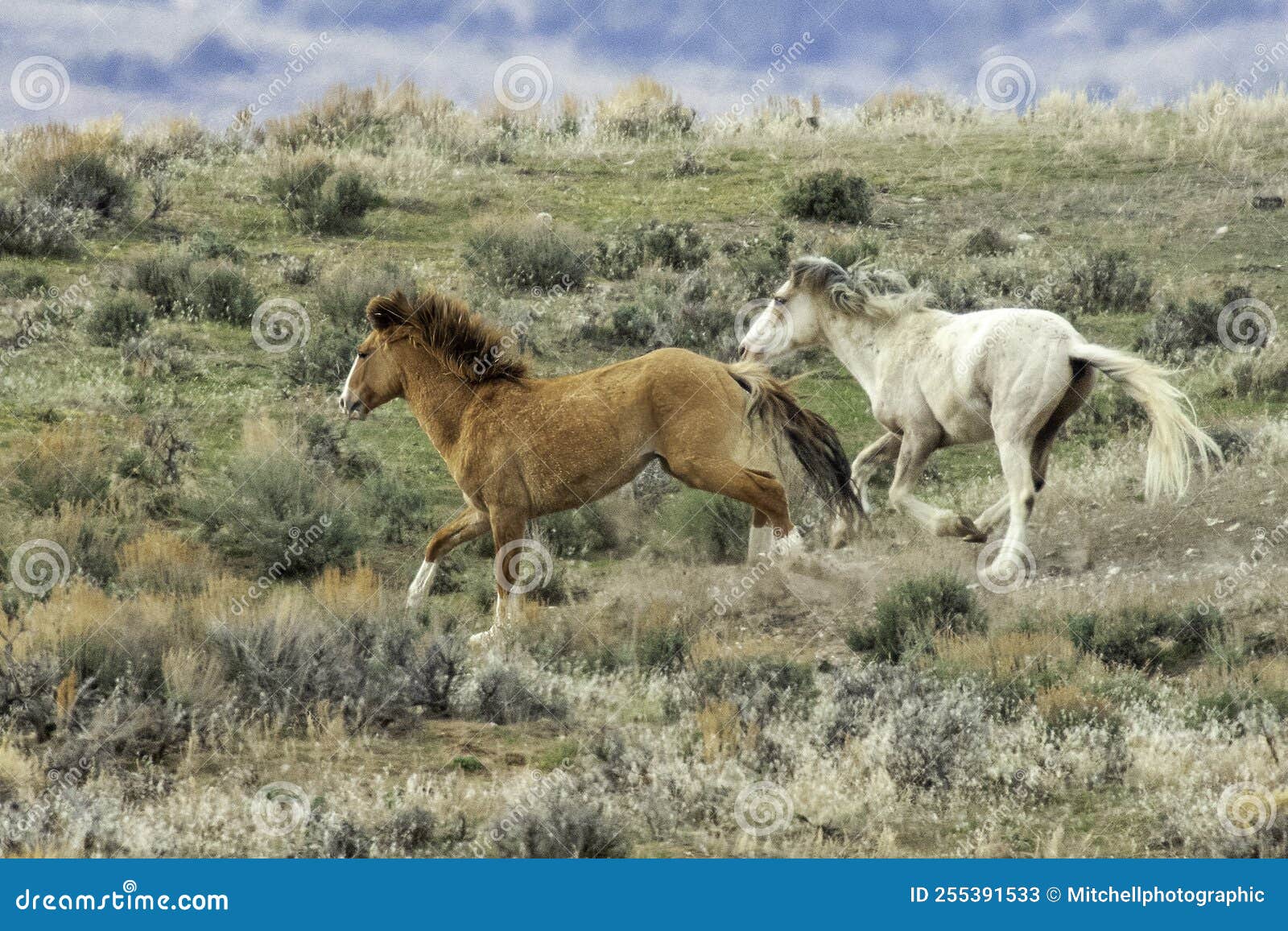 Two Wild Mustangs Racing Down a Hillside Stock Image - Image of mammals ...