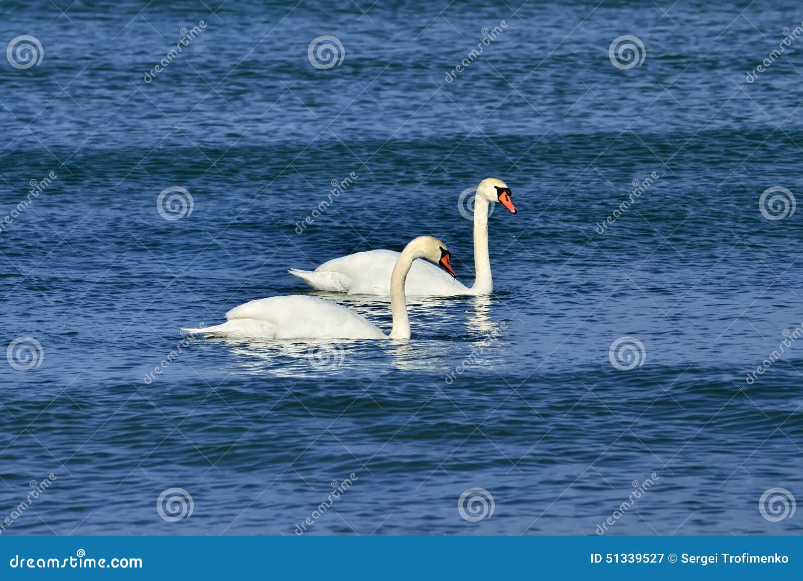 Two mute Swan stock image. Image of wings, orange, bend - 51339527