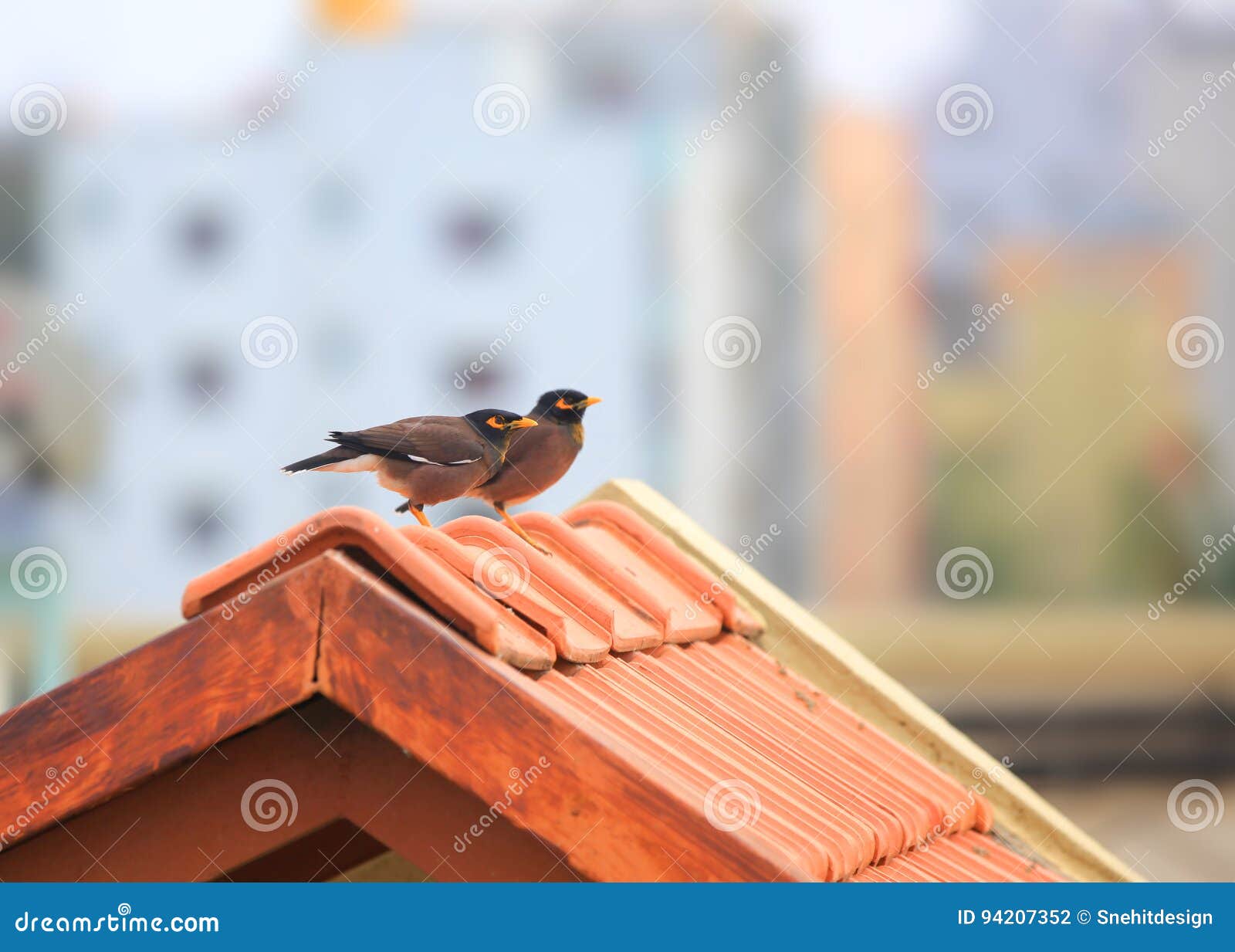 Two Myna birds on the roof stock photo. Image of myna - 94207352