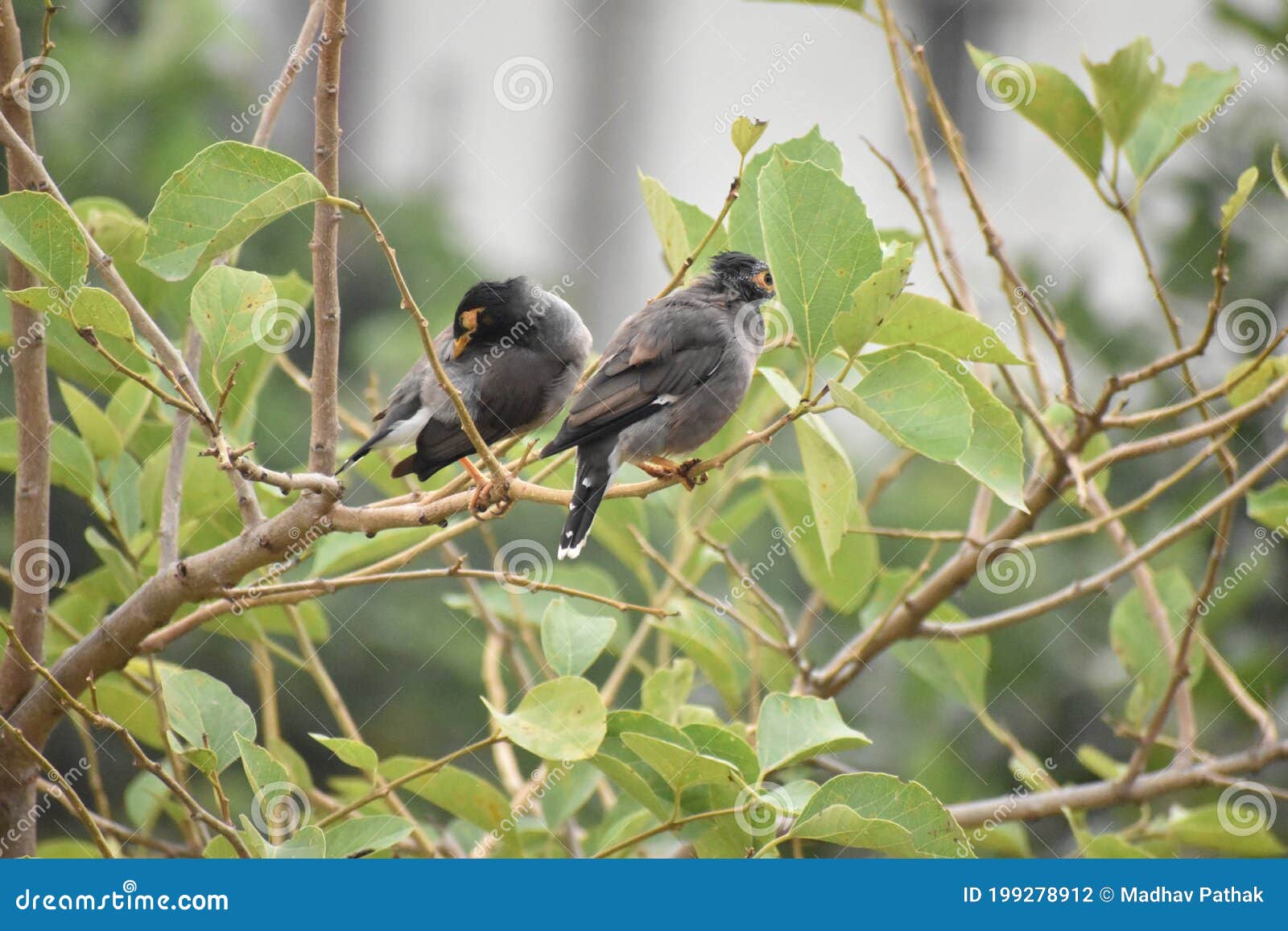 Two myna sitting on tree stock photo. Image of tree - 199278912
