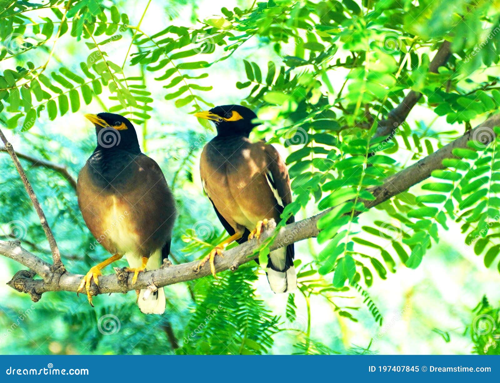 Two Mynas stock image. Image of indian, mynas, branch - 197407845