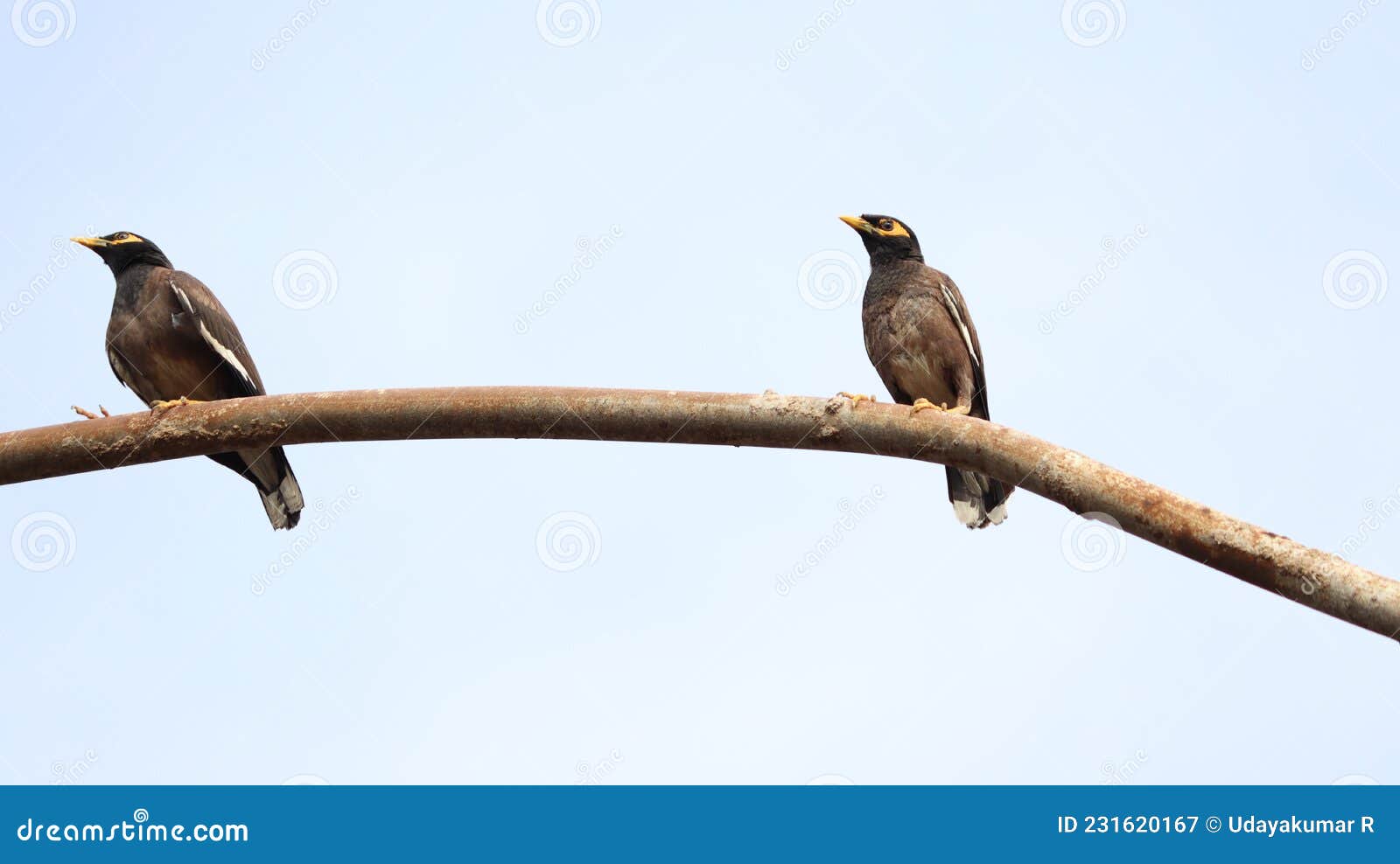 Mynas Stock Photography | CartoonDealer.com #93675308