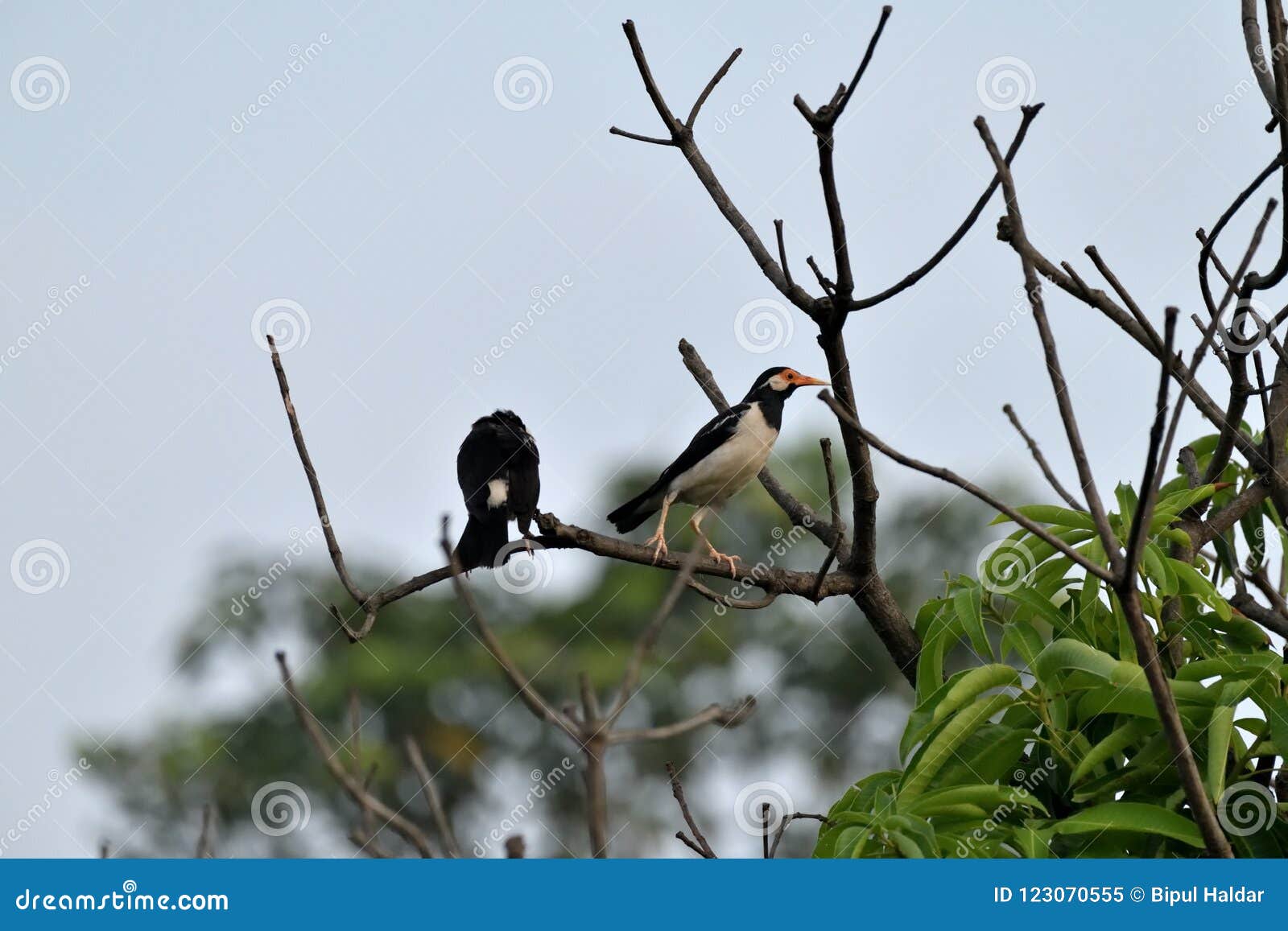 Two Mynas stock image. Image of morning, wildlife, nature - 123070555