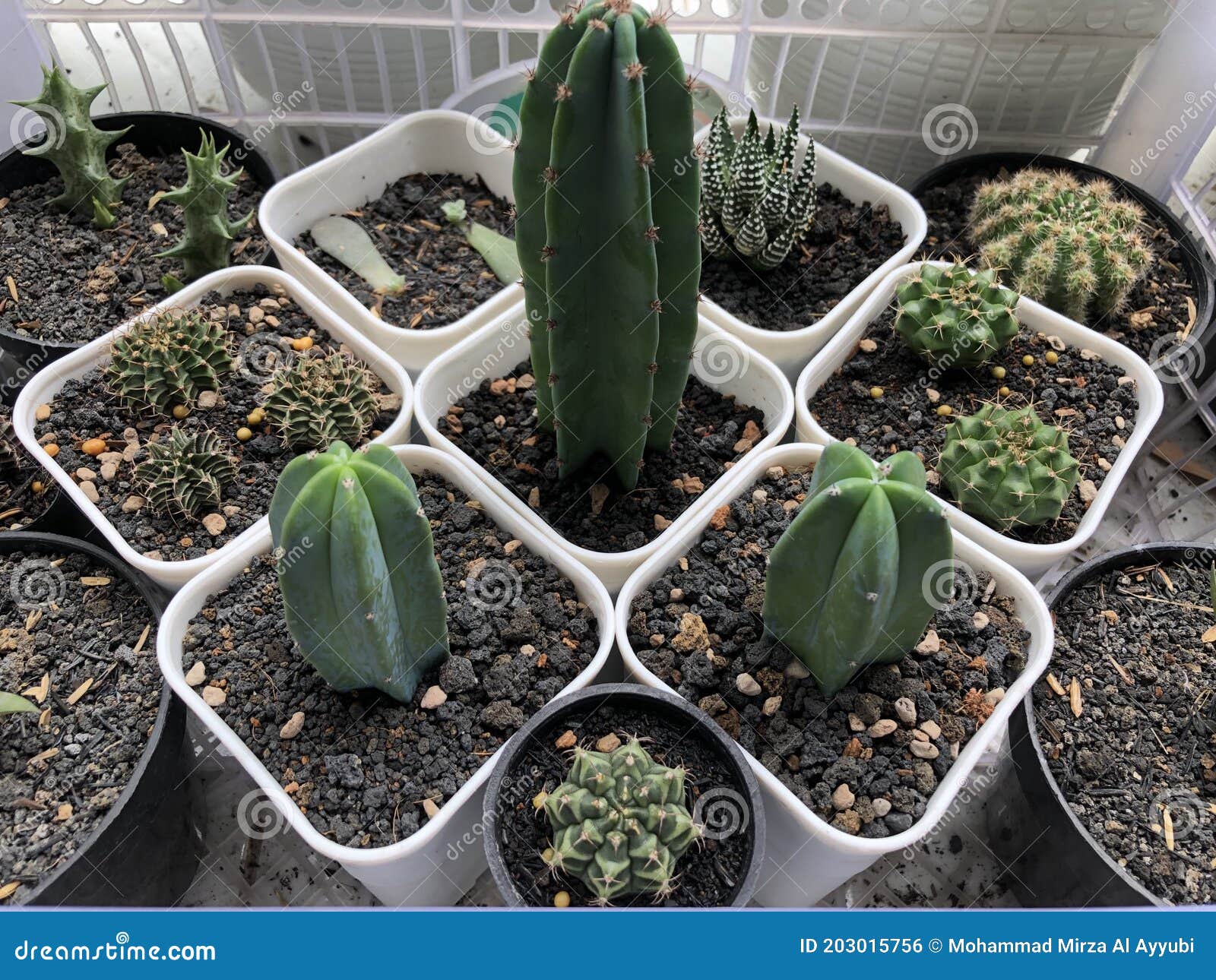 Tower cacti stock photo. Image of geometrizans, myrtillocactus - 203015756