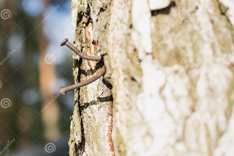 Two Nails Driven into a Tree Stock Image - Image of plants, material ...