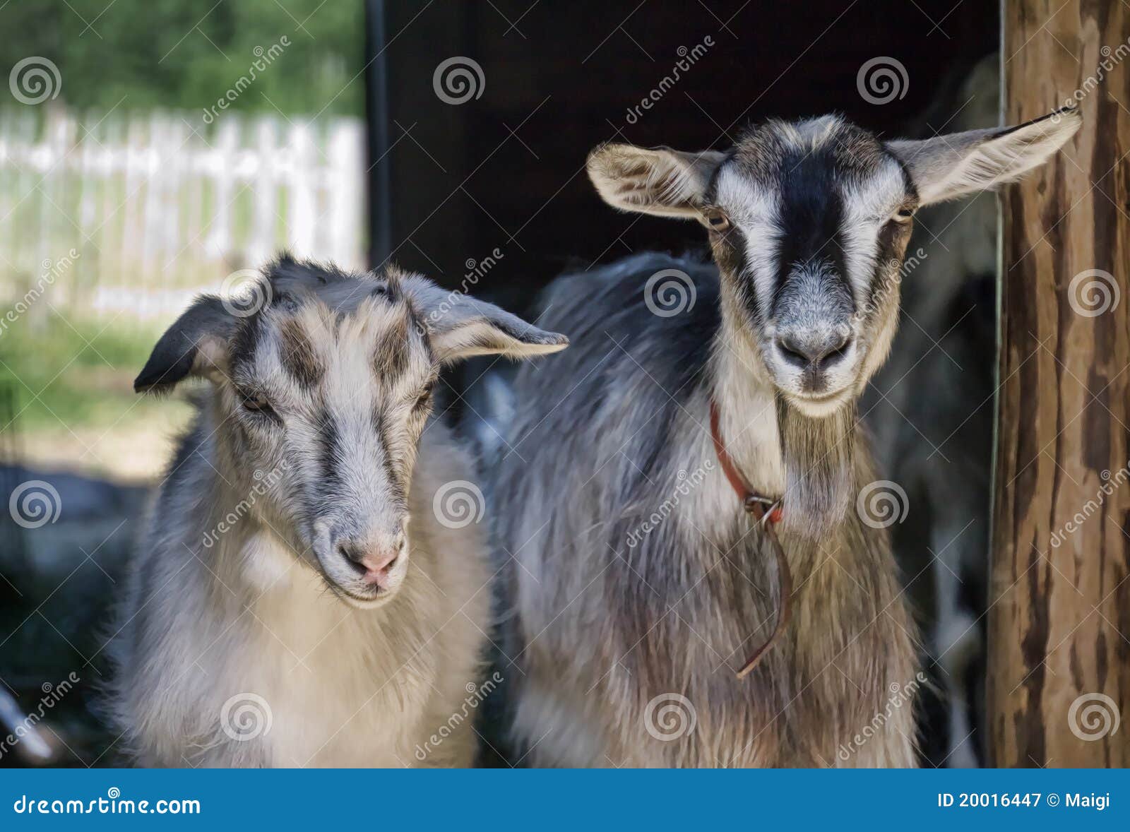 Two nanny goats stock image. Image of shelter, animal - 20016447