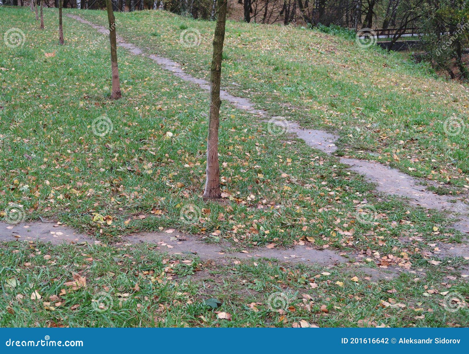 Two Narrow Walking Paths on a Green Lawn Along Trees Planted in a Row ...