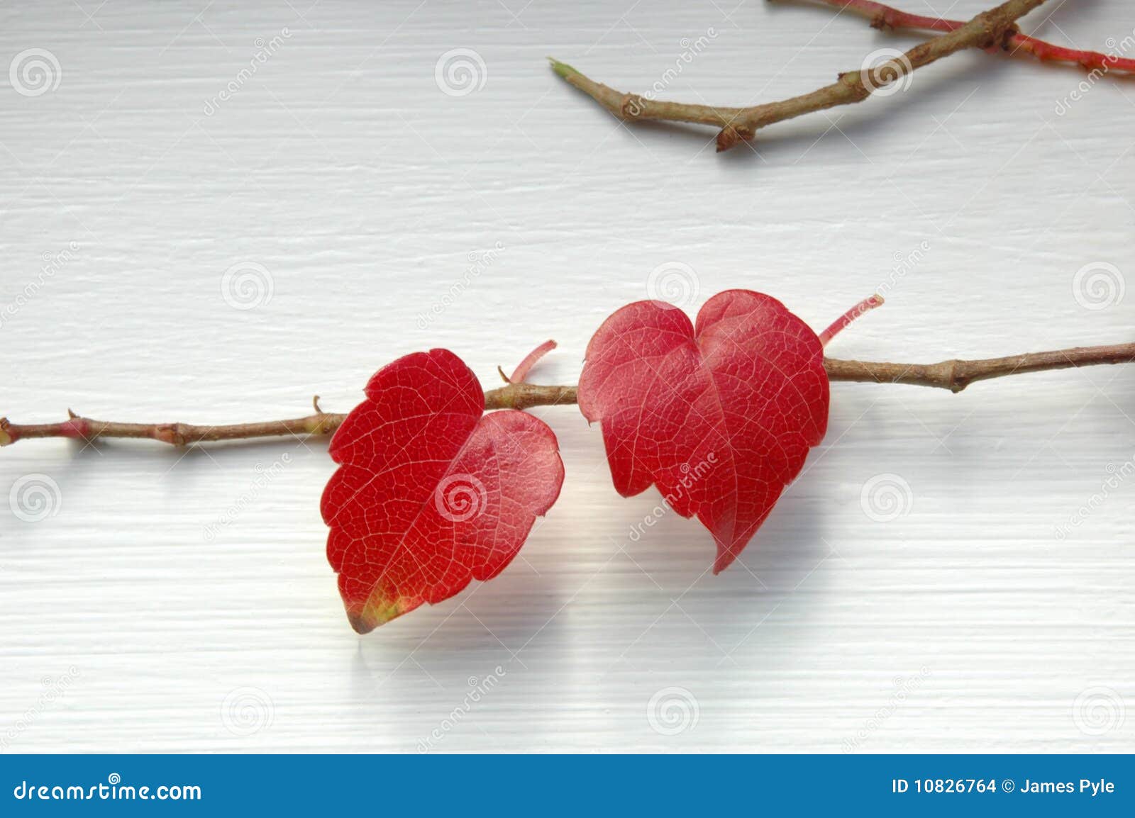 Two natural hearts stock photo. Image of nature, fall - 10826764