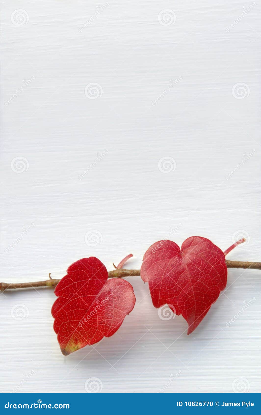 Two natural hearts stock photo. Image of nature, heart - 10826770