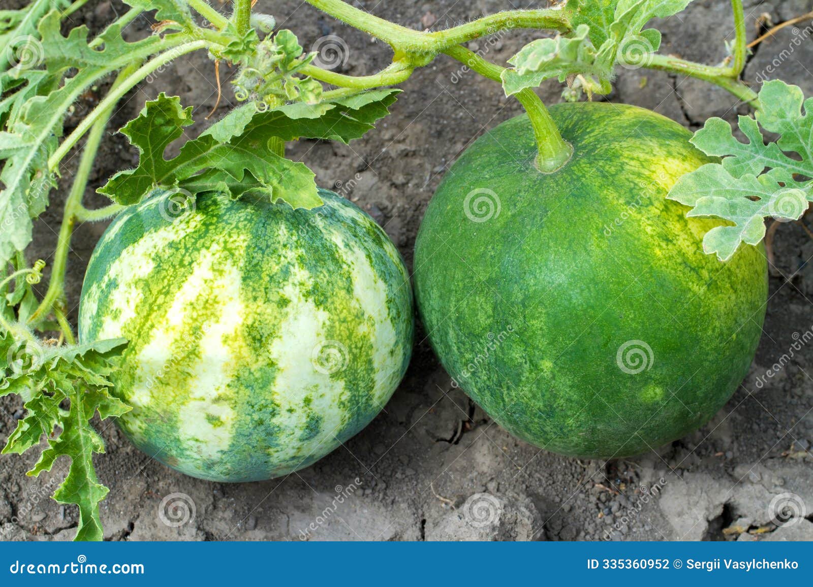 Two Natural Watermelons in the Garden Stock Photo - Image of diet ...