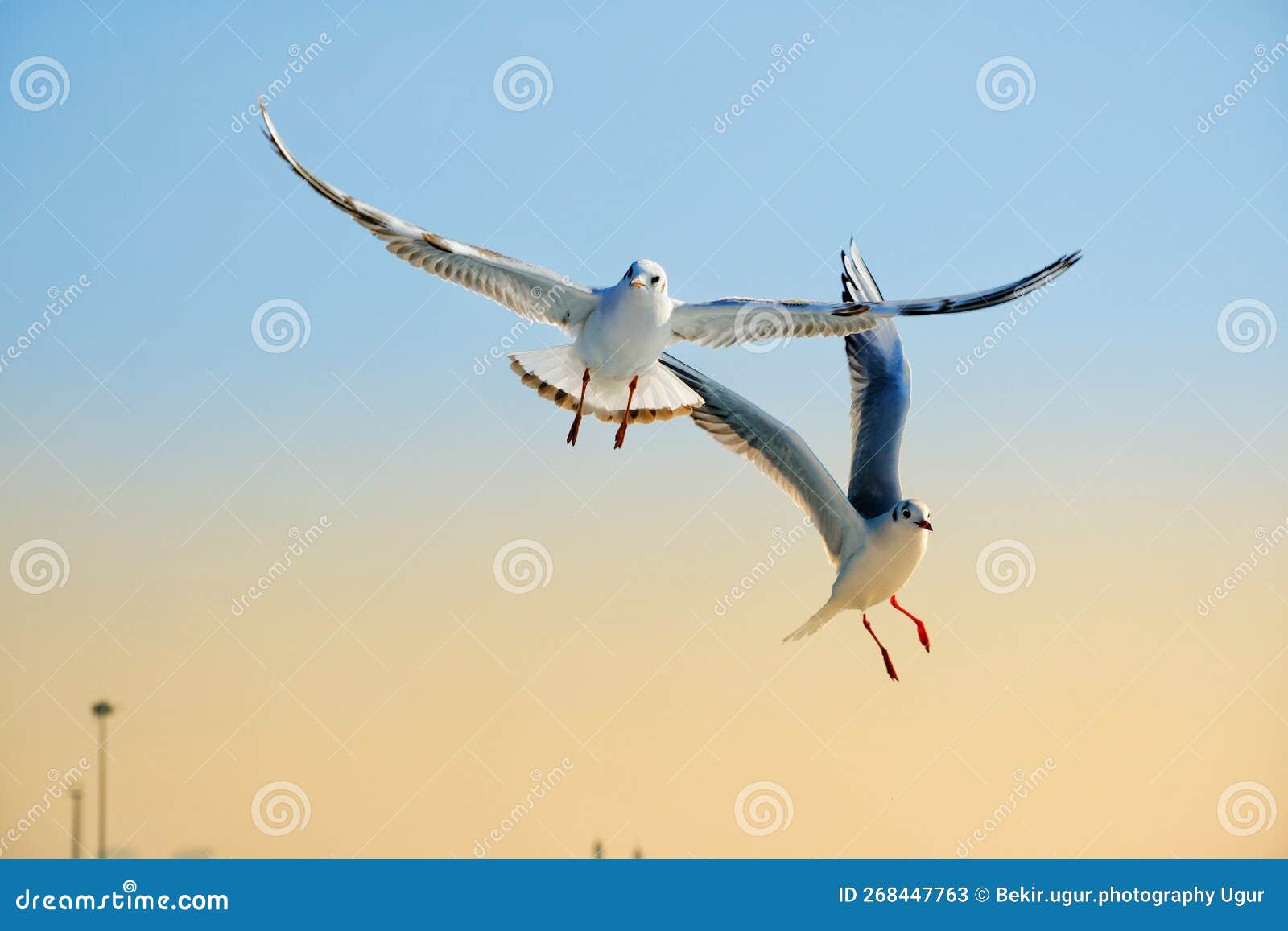 Seagulls in flight stock image. Image of wings, four - 268447763