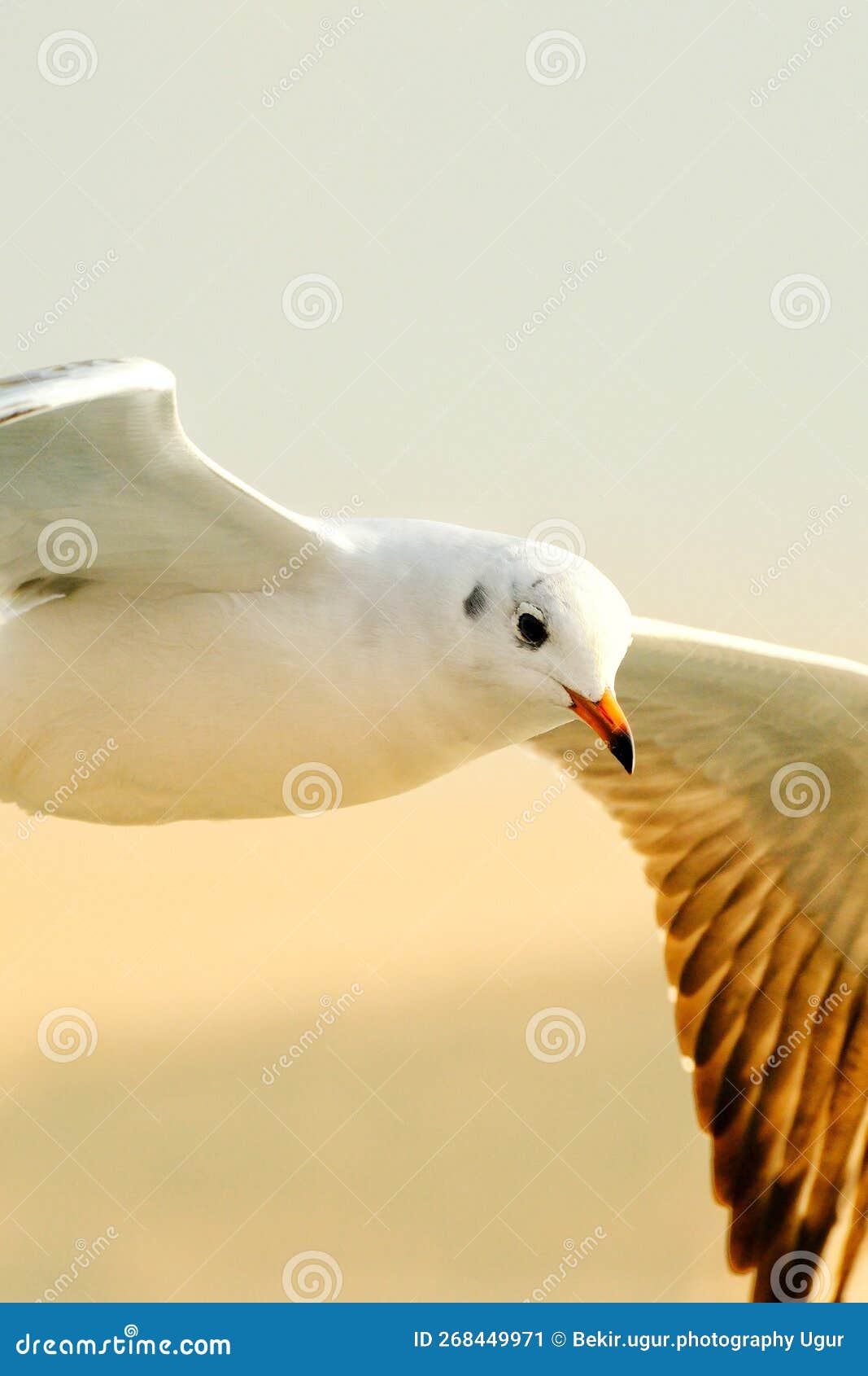 Seagulls in flight stock image. Image of clouds, nautical - 268449971