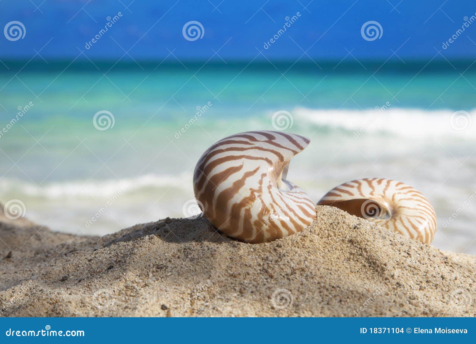 Two Nautilus Shells on Beach Stock Photo - Image of spiral, adventure ...