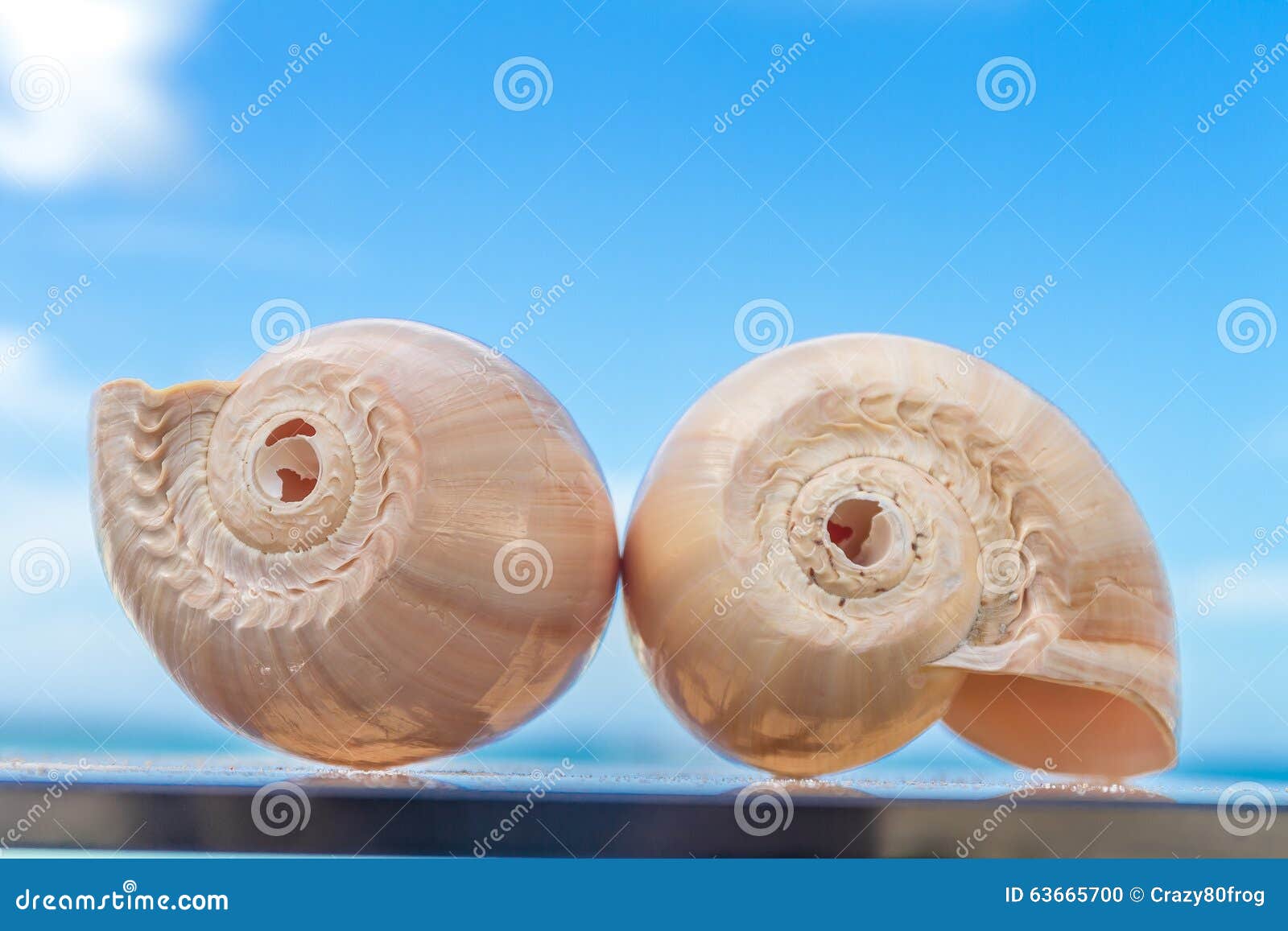 Nautilus Shells Stock Photography | CartoonDealer.com #27896708