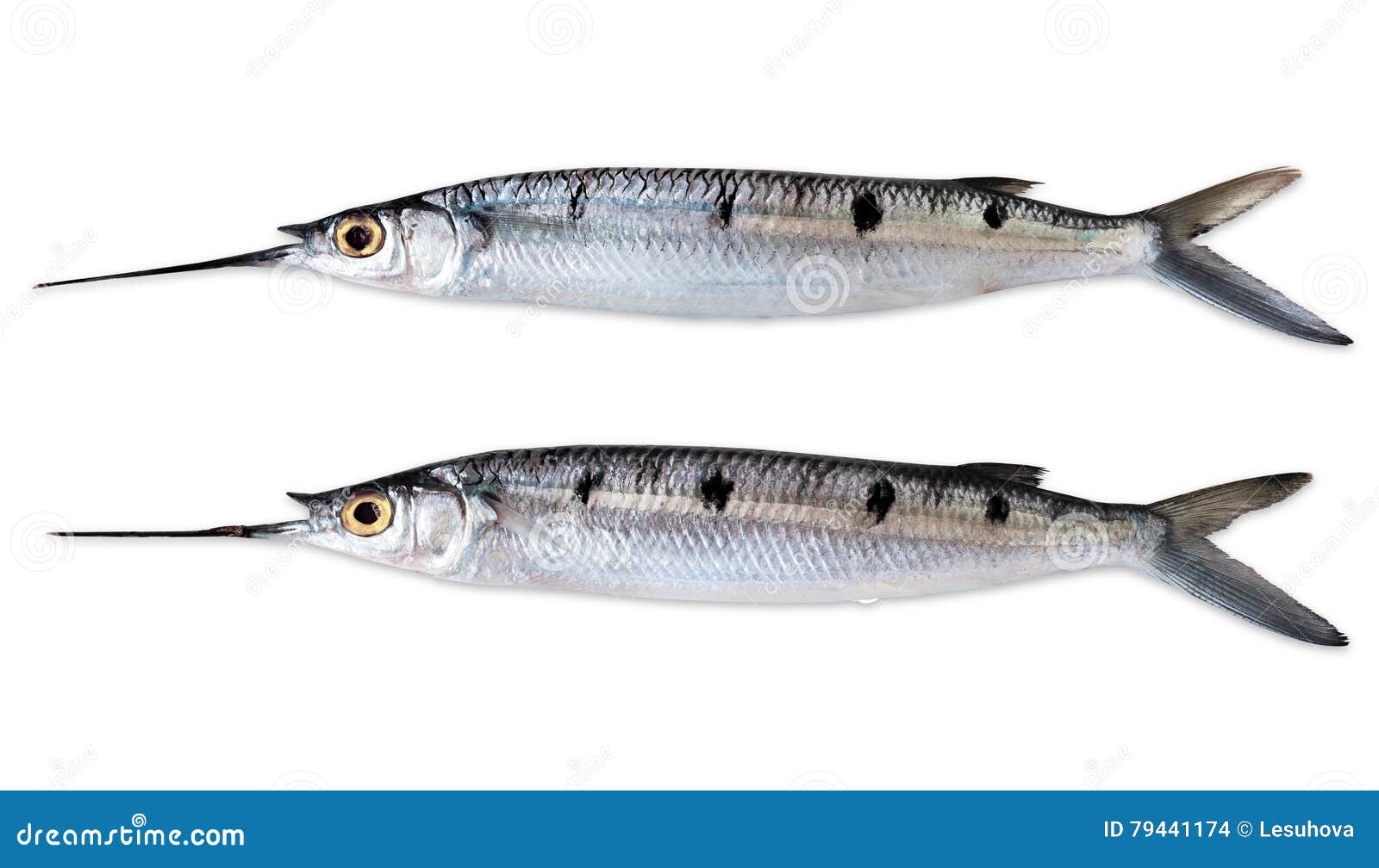 Two needle-fish stock photo. Image of head, detail, food - 79441174