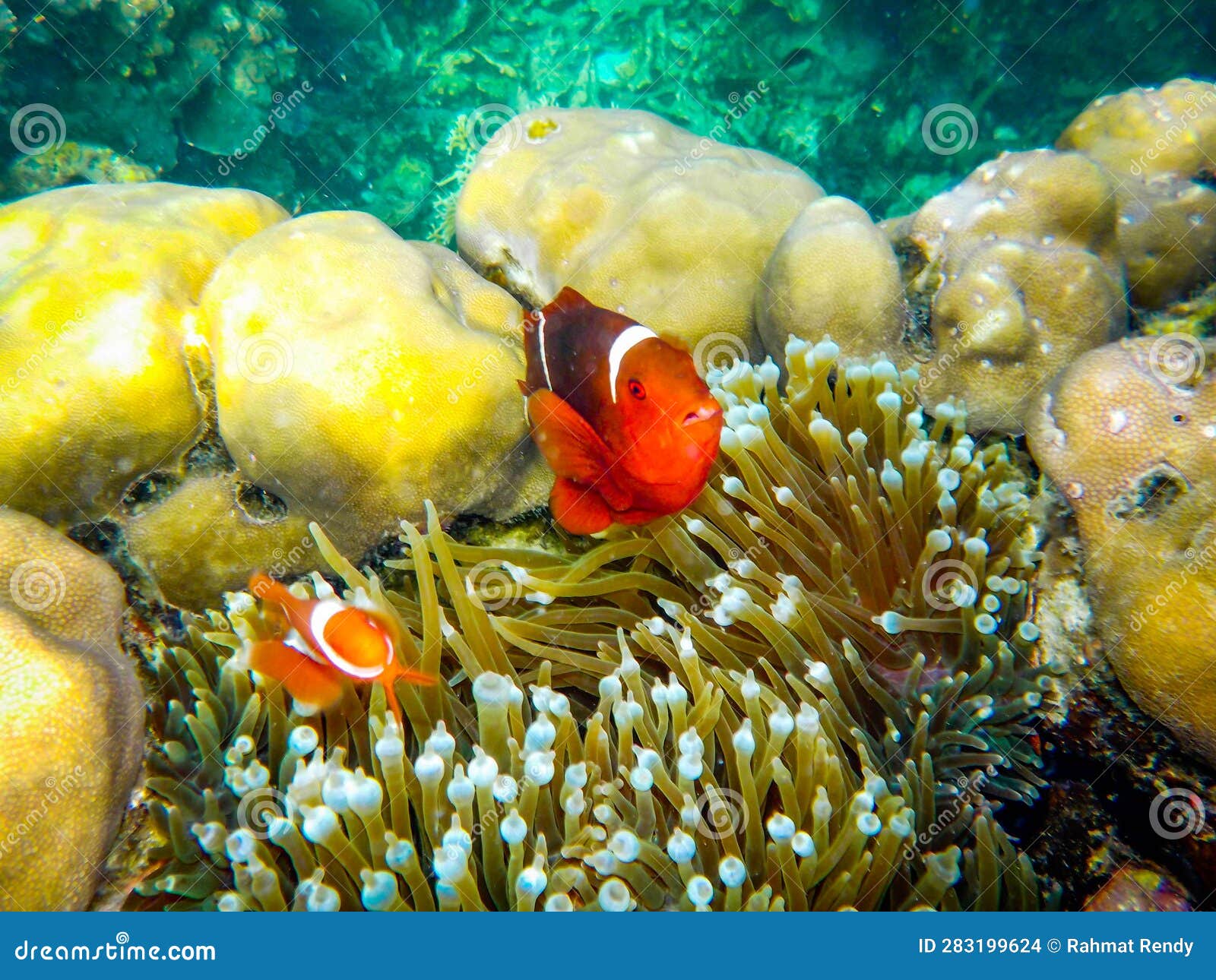 Two Nemo Fish are Swimming Under the Sea Stock Photo - Image of fish ...