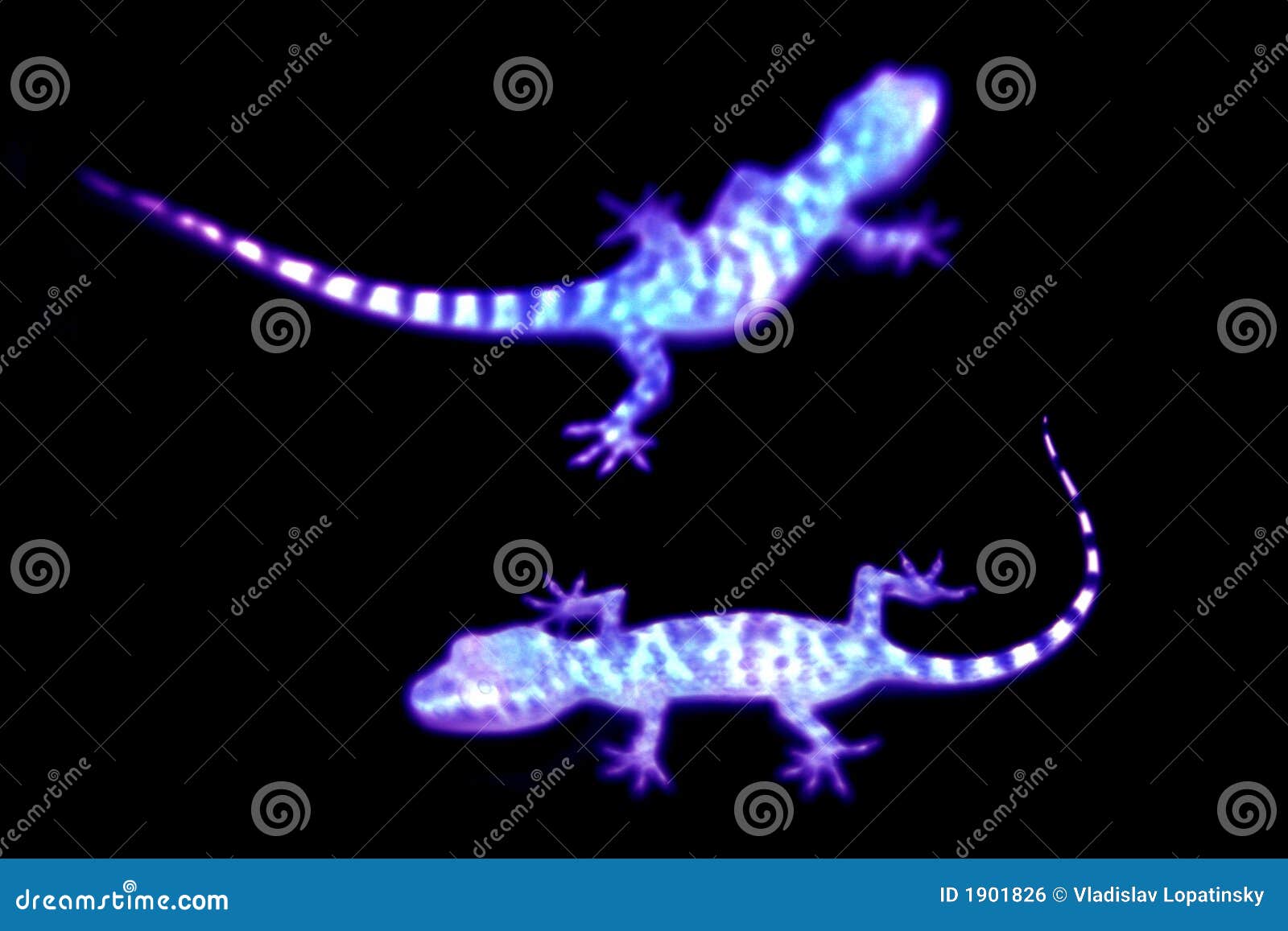 Two Neon Lizards in the Dark Stock Illustration - Illustration of ...