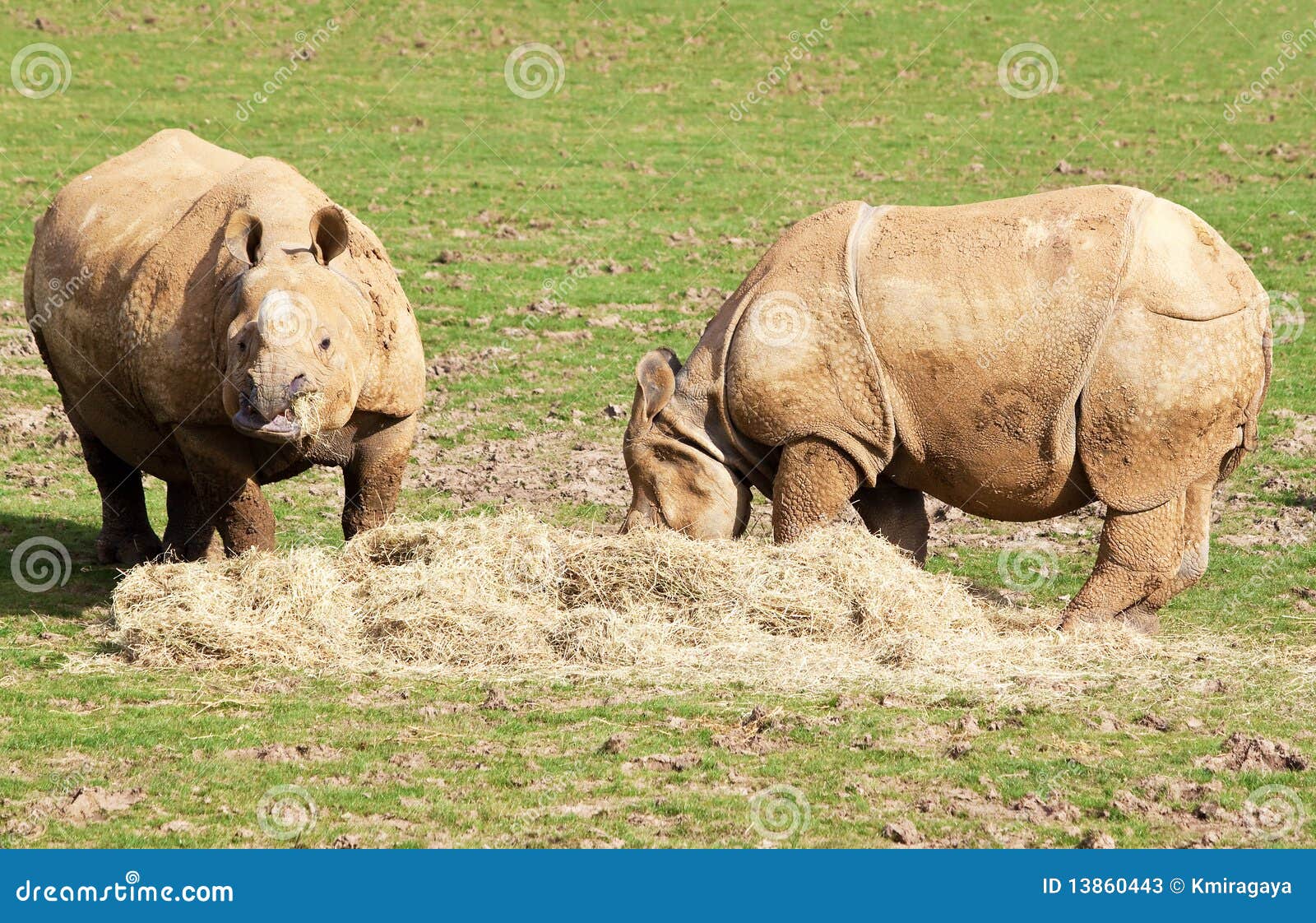 Two Nepal Rhinos Eating in a Grass Field Stock Image - Image of eating ...
