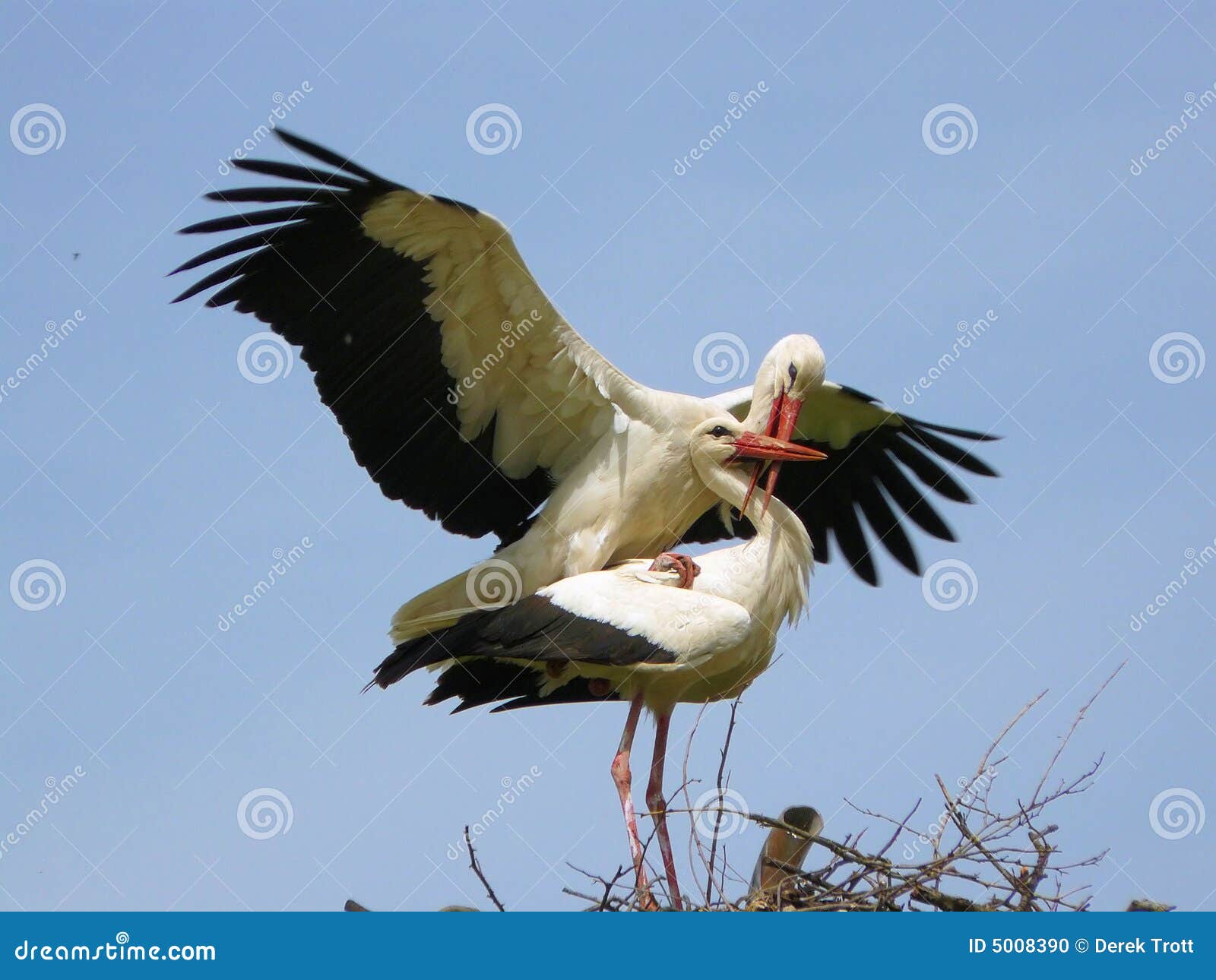 Two nesting storks stock photo. Image of tree, animals - 5008390