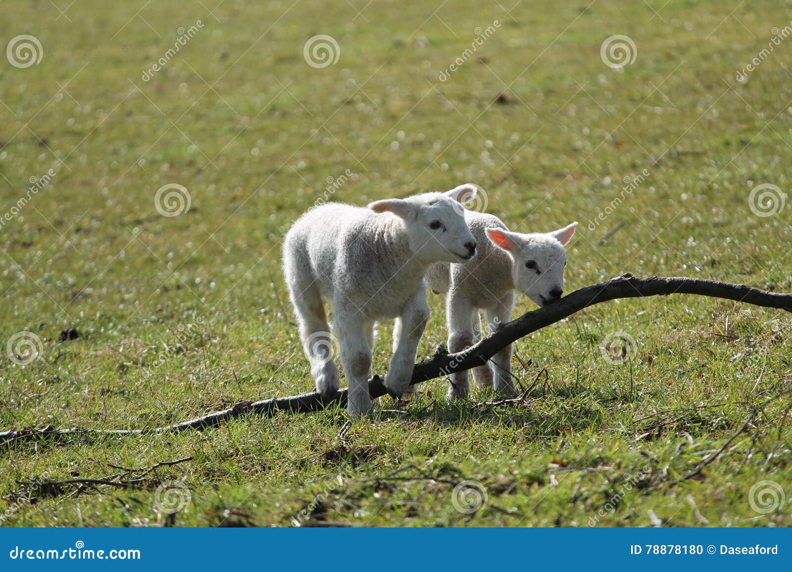 Two New Born Lambs. stock photo. Image of farming, spring - 78878180