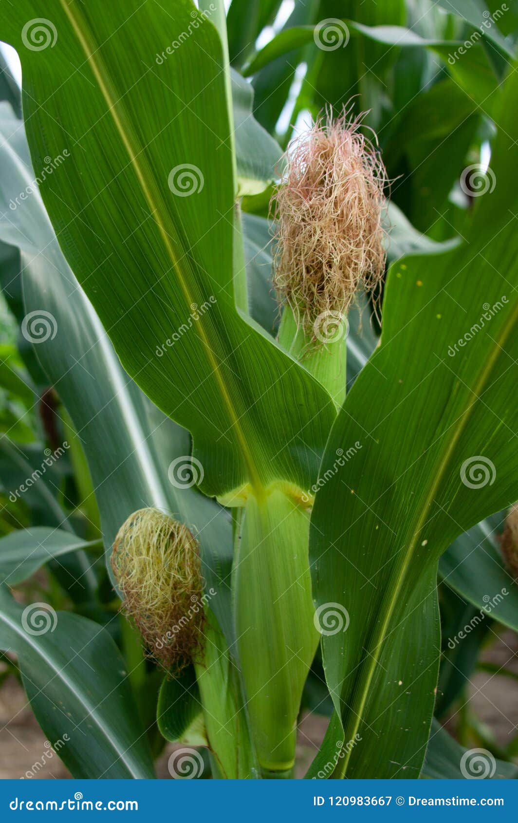 Two New Ears of Corn with Large Corn Leaves Stock Image - Image of ...