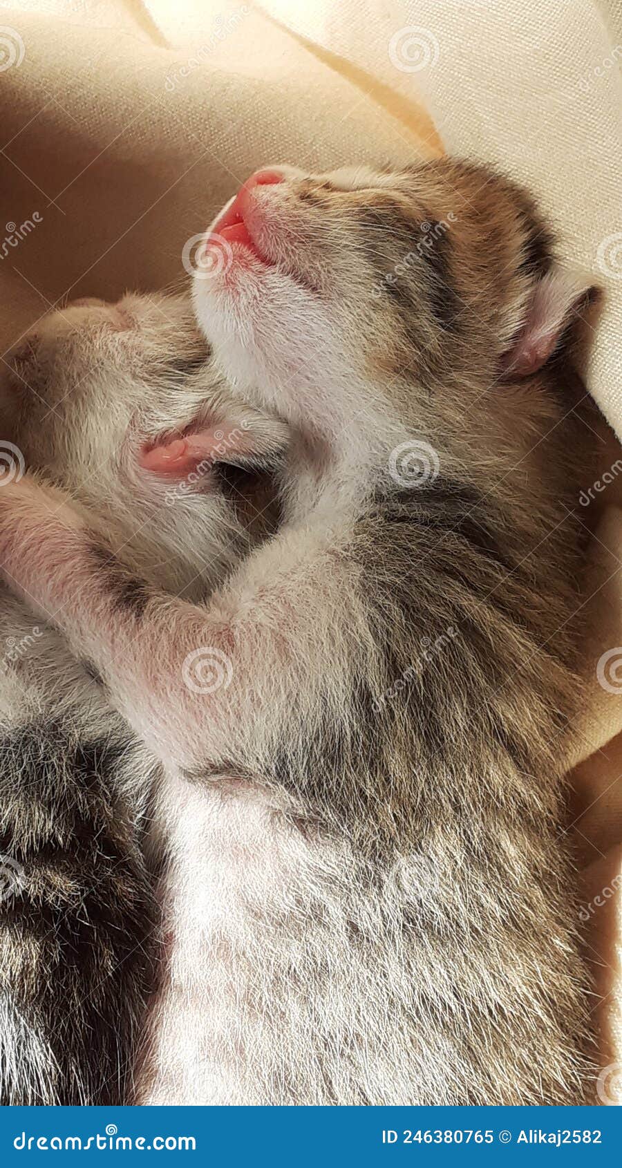 Two Newborn Cat Cubs Sleeping Together Stock Image - Image of animals ...